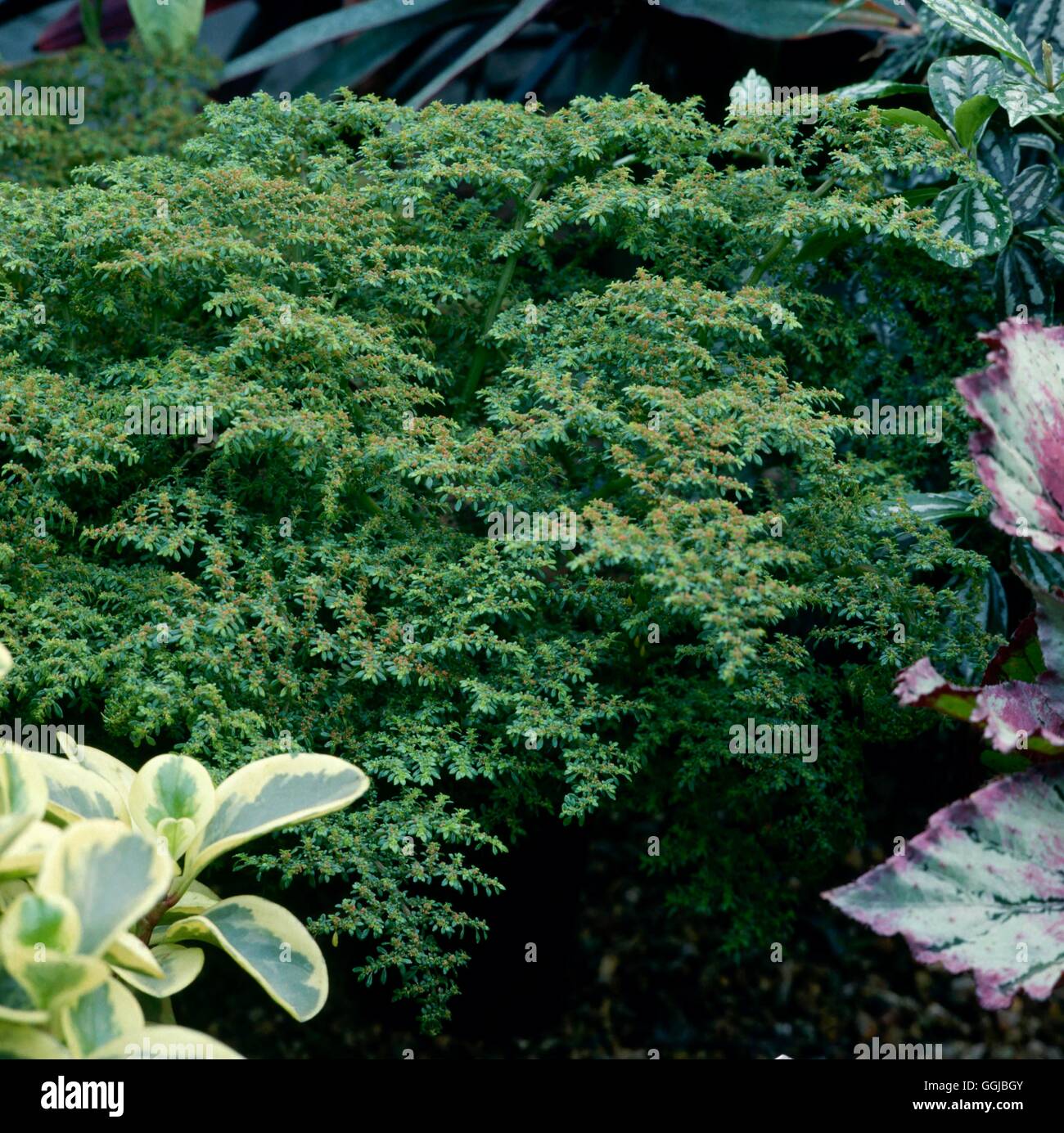 Pilea microphylla - (Syn P. muscosa) Artillery Plant HPS032334 Stock ...