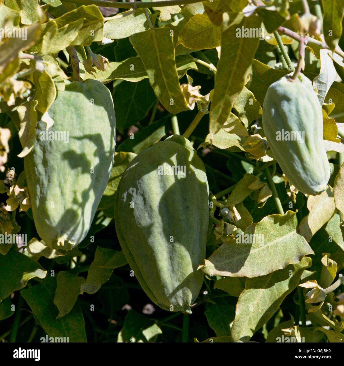 Araujia sericofera - showing seed pods- - Cruel Plant ""Bladder Flower ...