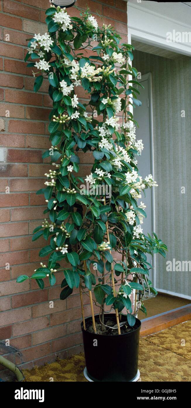 Stephanotis Floribunda