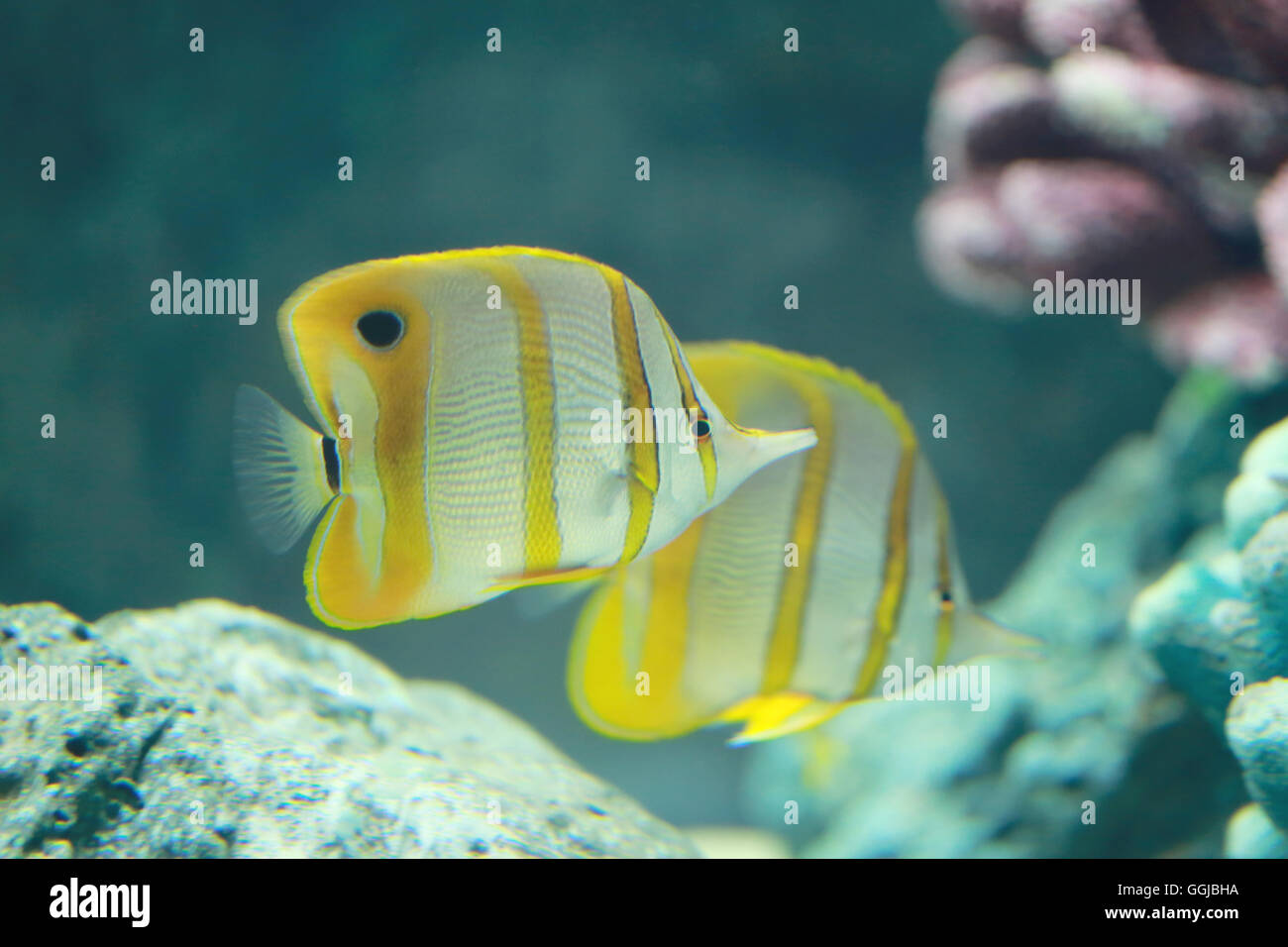 Copper Banded Butterfly fish in the sea Stock Photo - Alamy