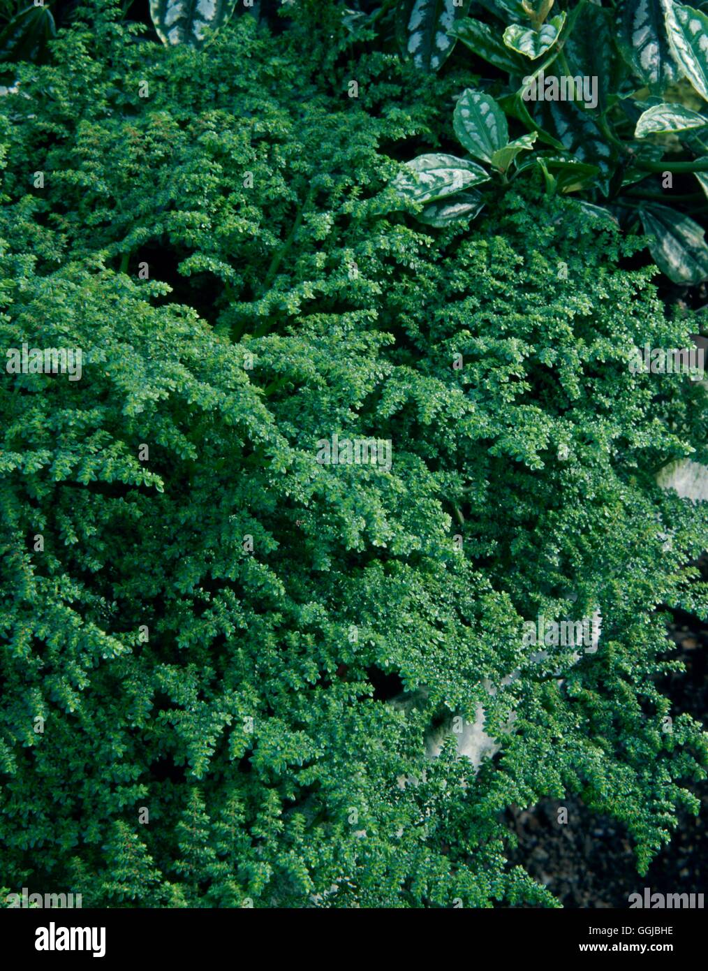 Pilea microphylla - (Syn P. muscosa) Artillery Plant HPS040084 Stock ...