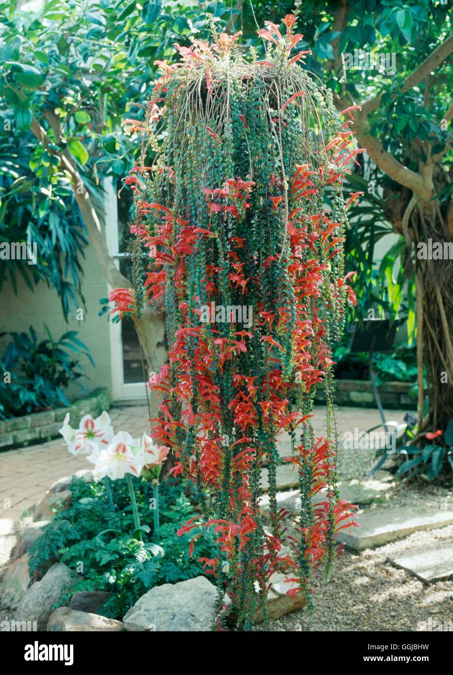 Columnea microphylla HPS041511 Stock Photo - Alamy