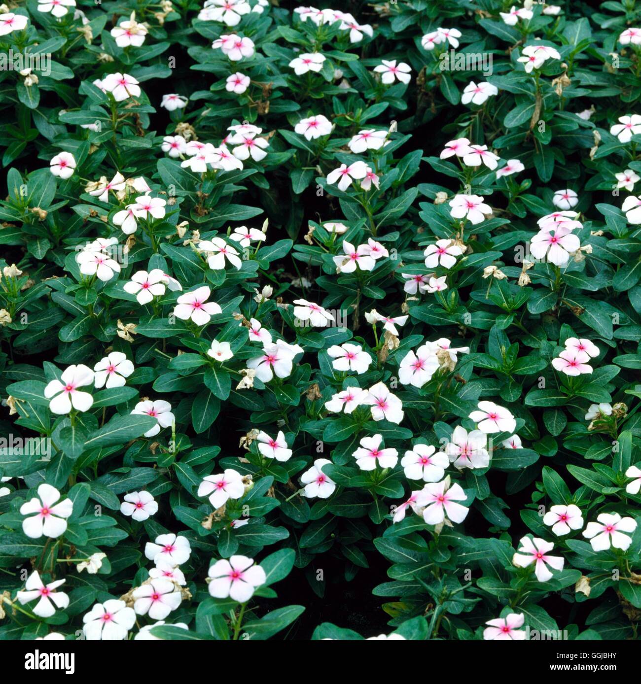 Vinca Rosea Stock Photos & Vinca Rosea Stock Images - Alamy