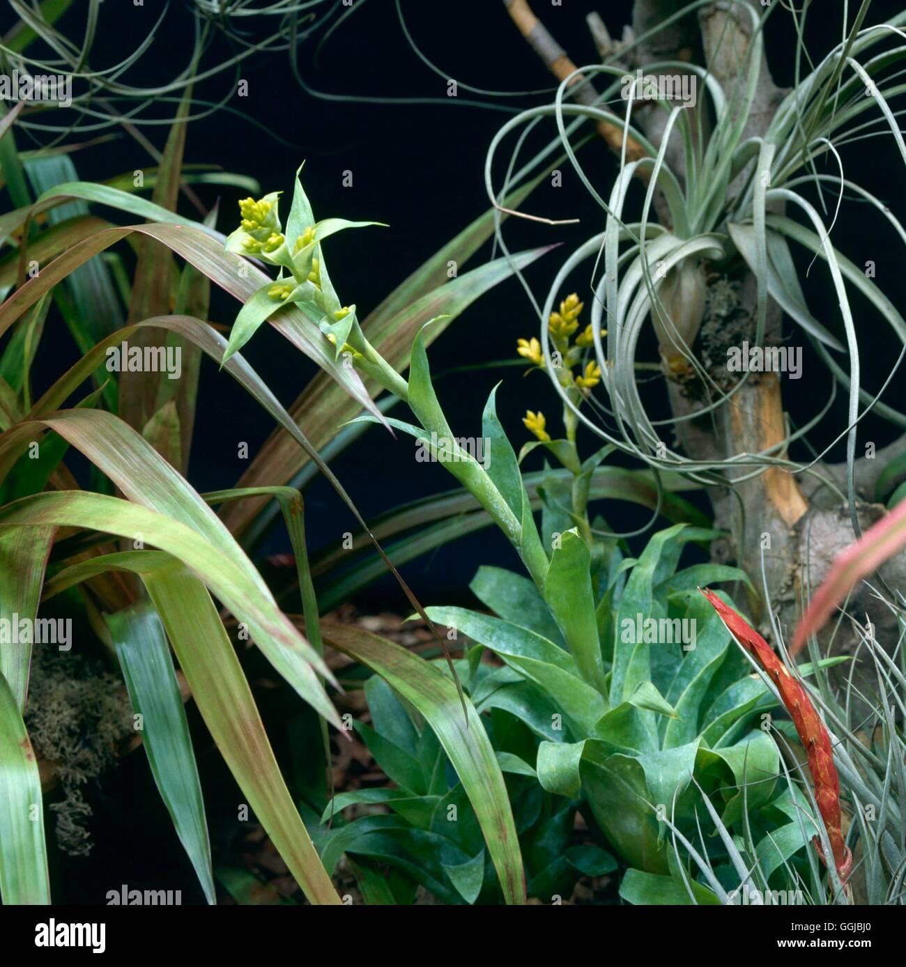 Catopsis High Resolution Stock Photography and Images - Alamy