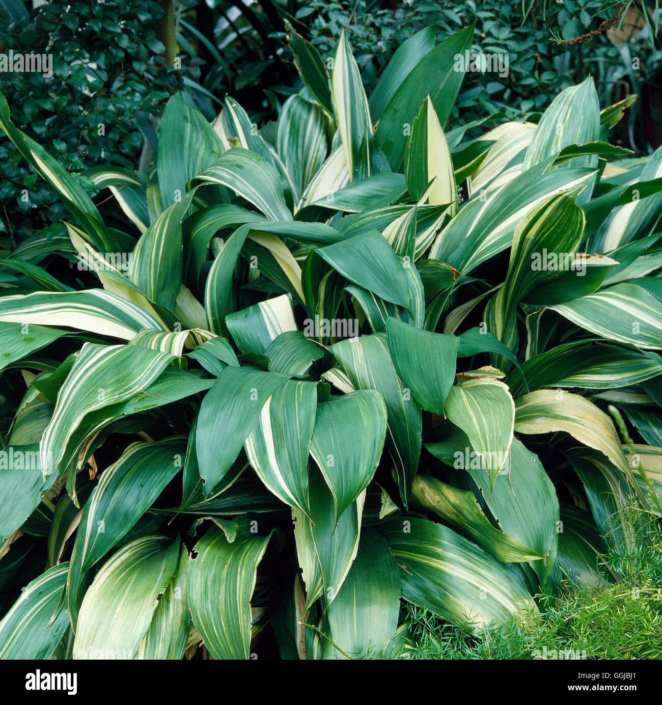 Aspidistra elator - `Variegata' AGM. HPS042543 Stock Photo - Alamy