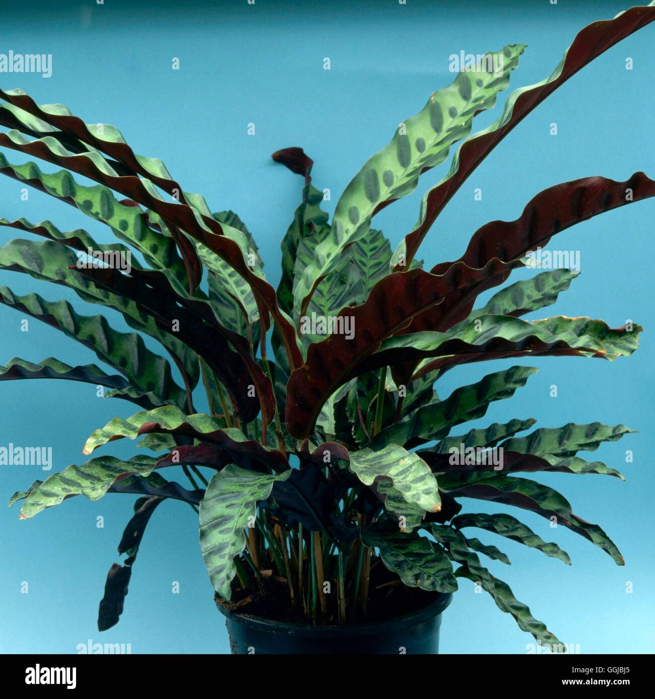 Calathea insignis - (Syn C. lancifolia) Rattlesnake Plant HPS046237 ...