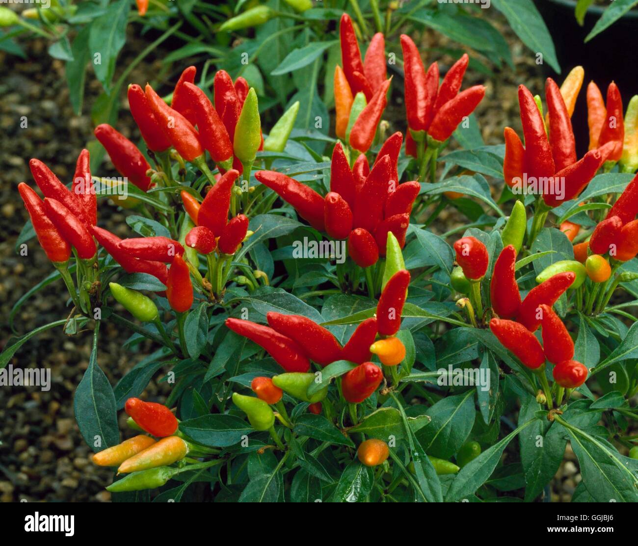 Capsicum annuum - `Candlelight' HPS046248 Stock Photo - Alamy