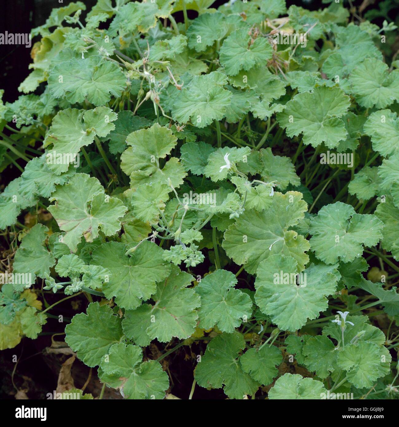 Pelargonium odoratissimum - (Apple Scented) HPS046696 Stock Photo - Alamy
