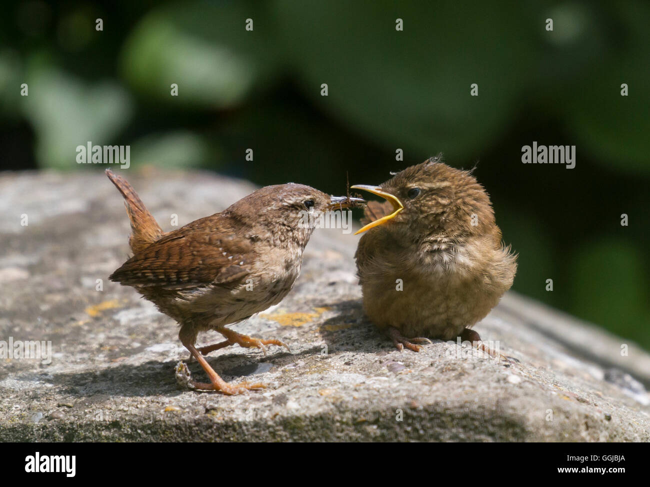 Wren feeding young hi-res stock photography and images - Alamy