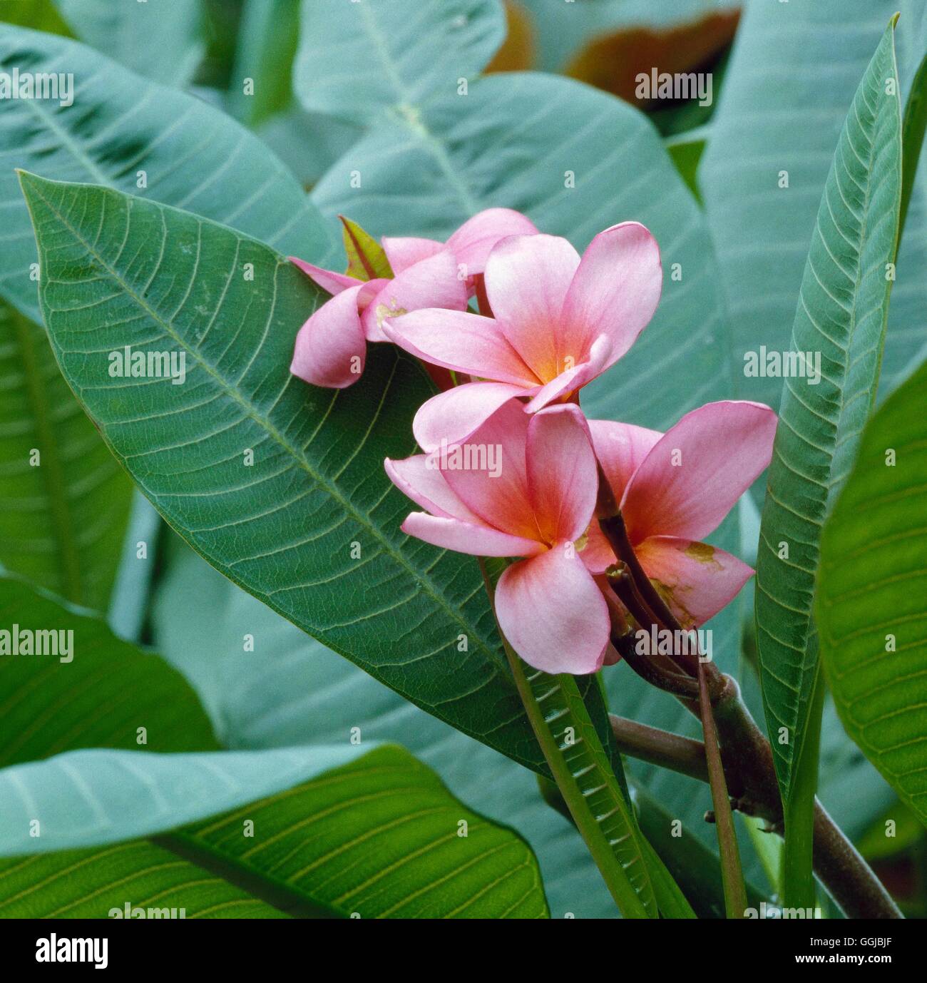 Pangi High Resolution Stock Photography and Images - Alamy