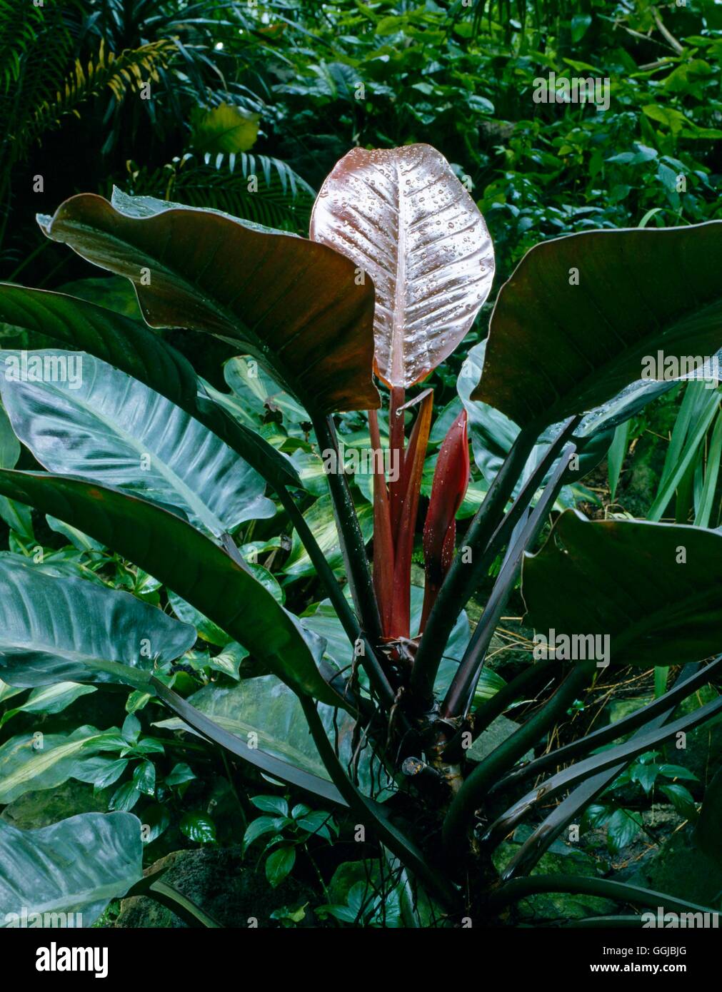 Philodendron erubescens - `Imperial Red' HPS047046 Stock Photo - Alamy