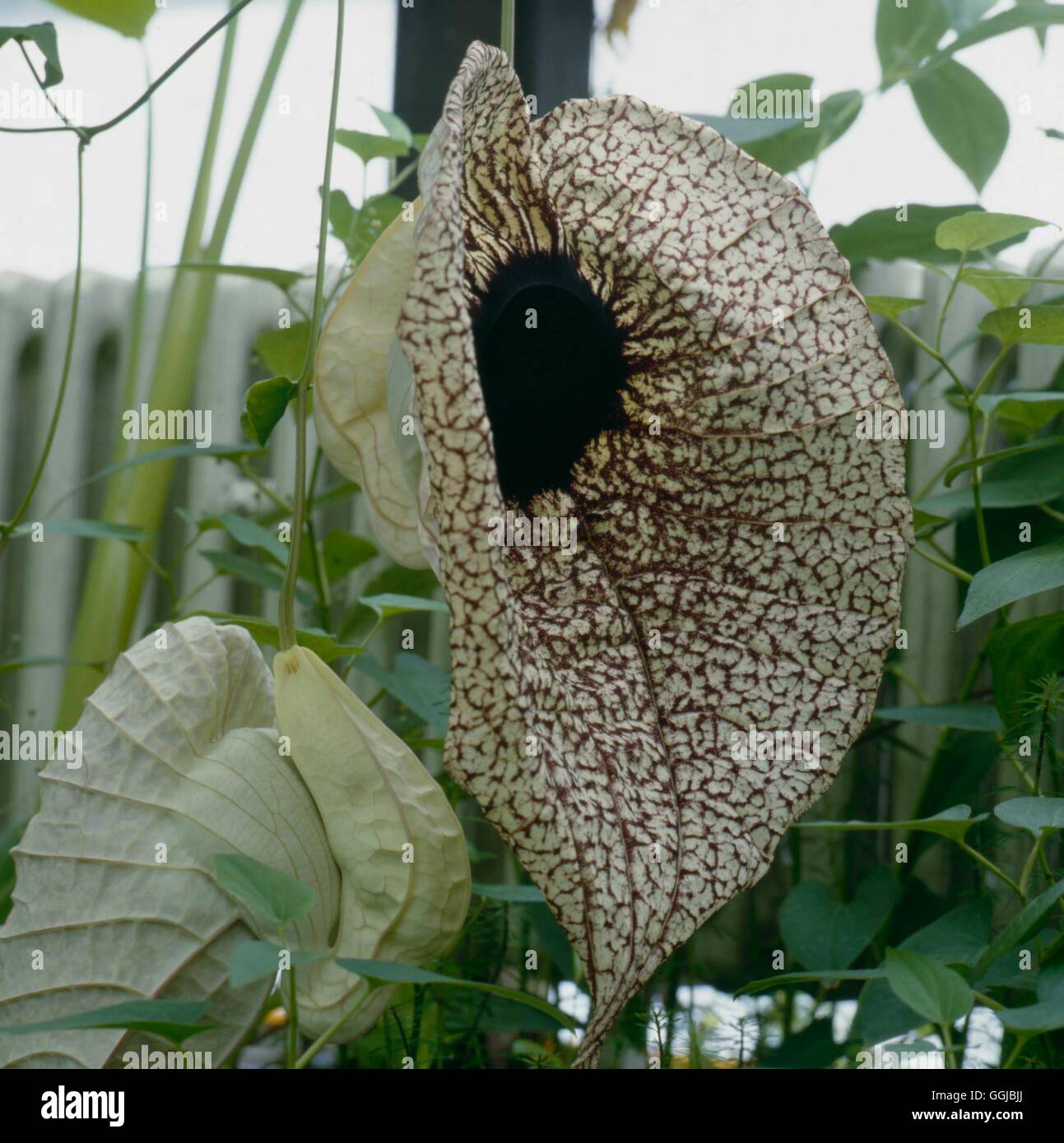 Aristolochia grandiflora - var. sturtevantii- - Pelican Flower ...
