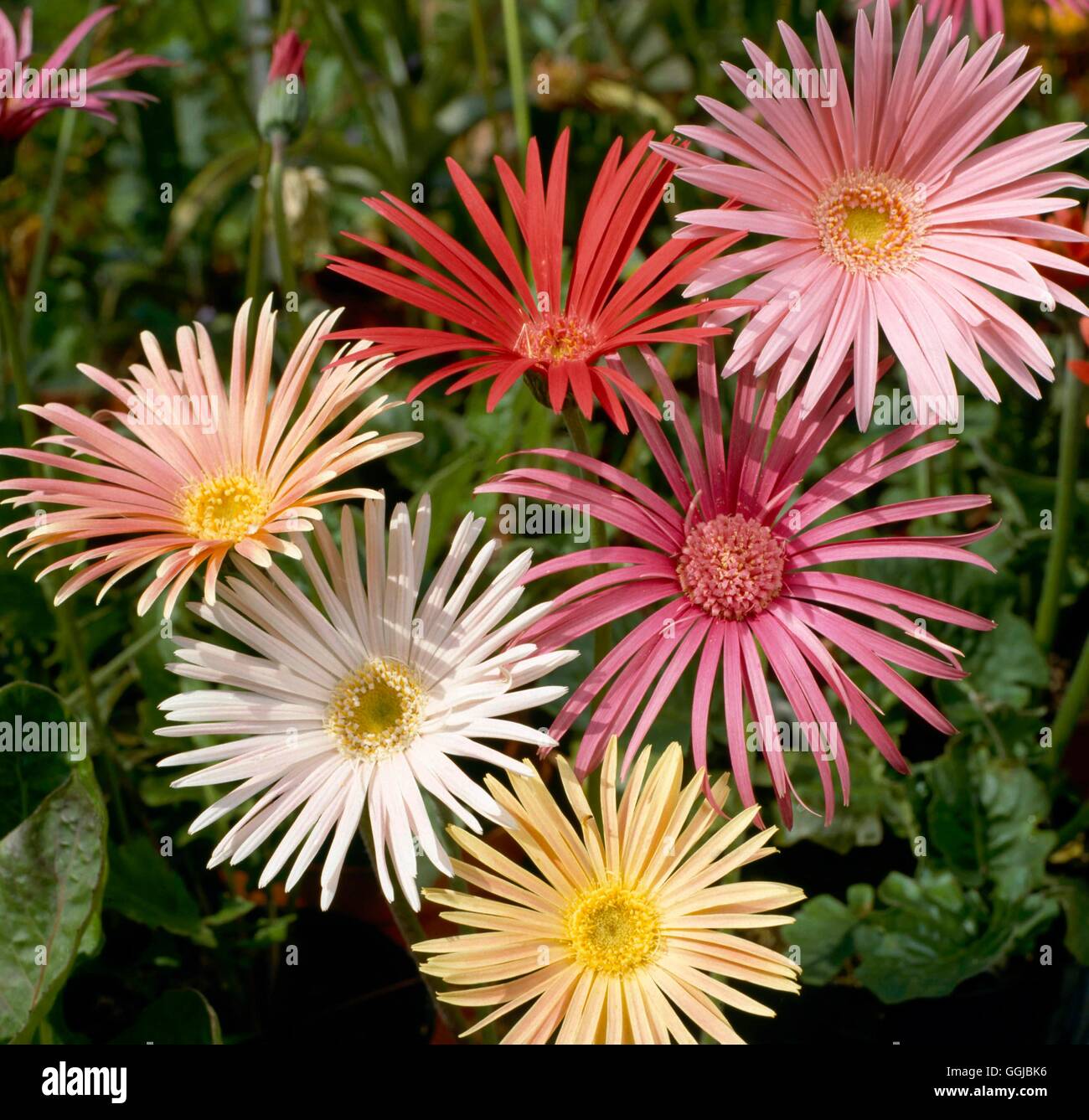 Gerbera hybrids hi-res stock photography and images - Alamy