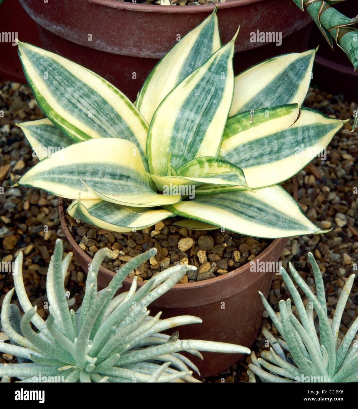 Sansevieria trifasciata - `Golden Hahnii' HPS050763 Stock Photo - Alamy