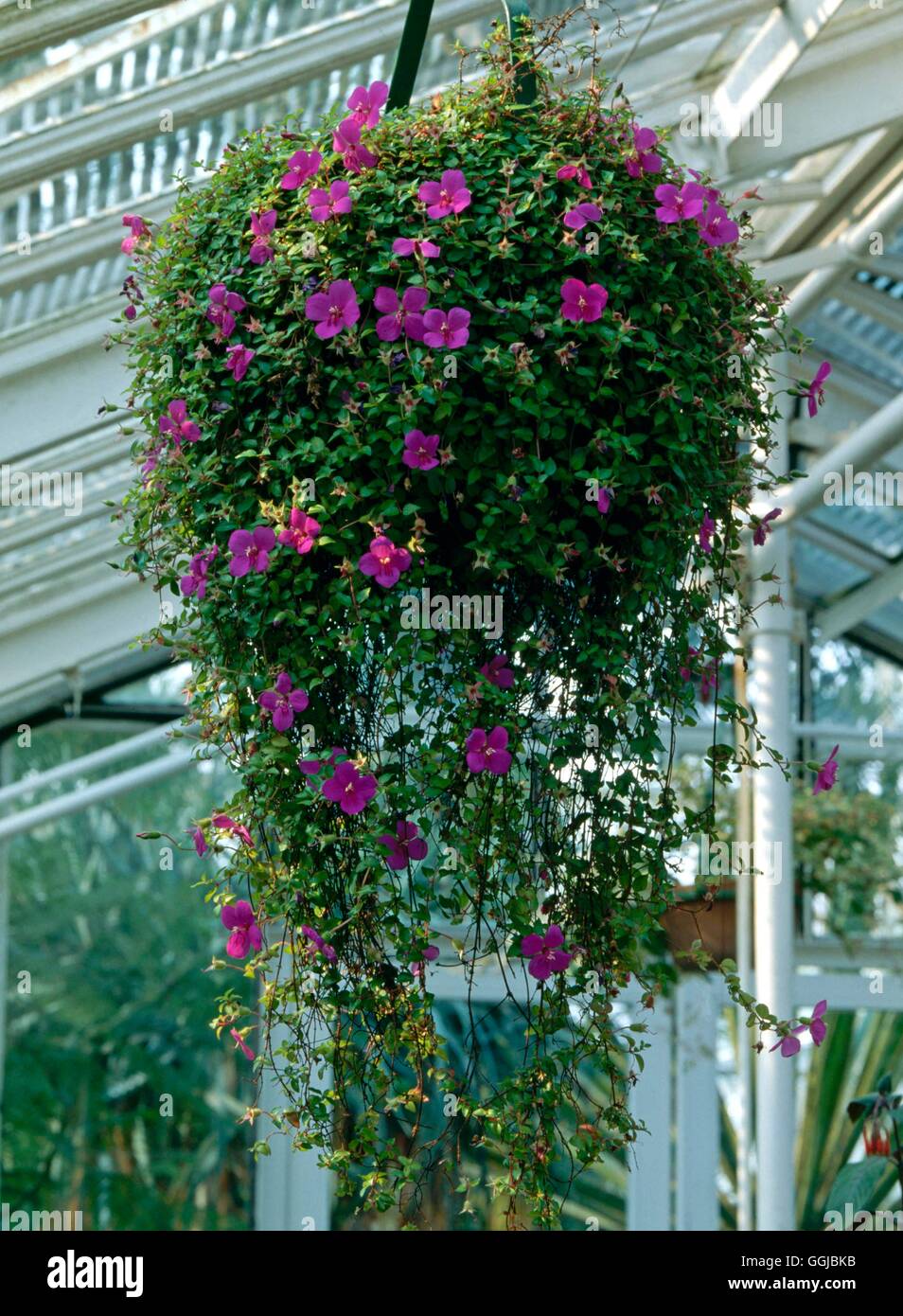 Heterocentron elegans HPS051876 Stock Photo - Alamy