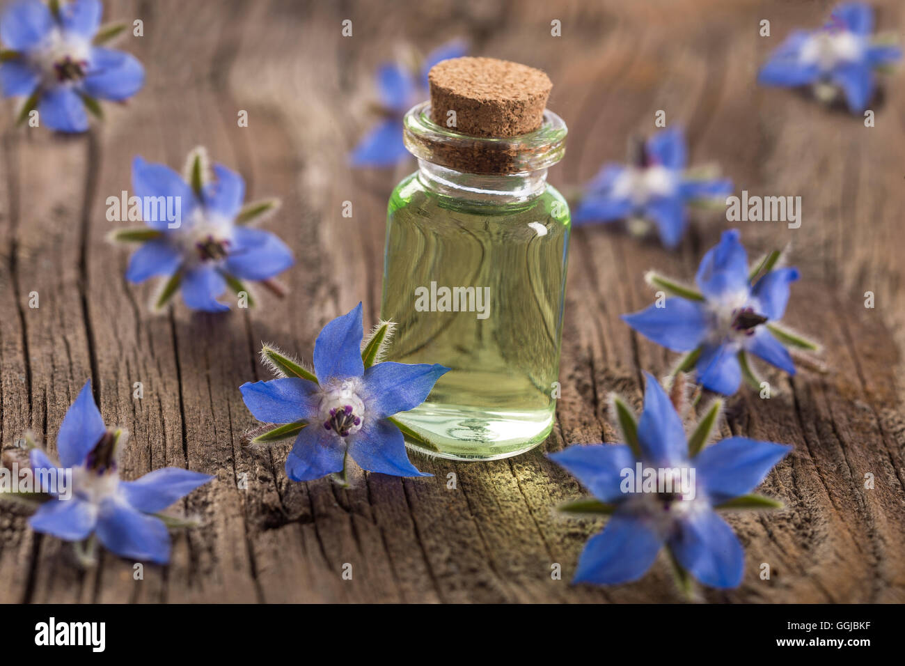 Borage oil Borago Officinalis Stock Photo - Alamy