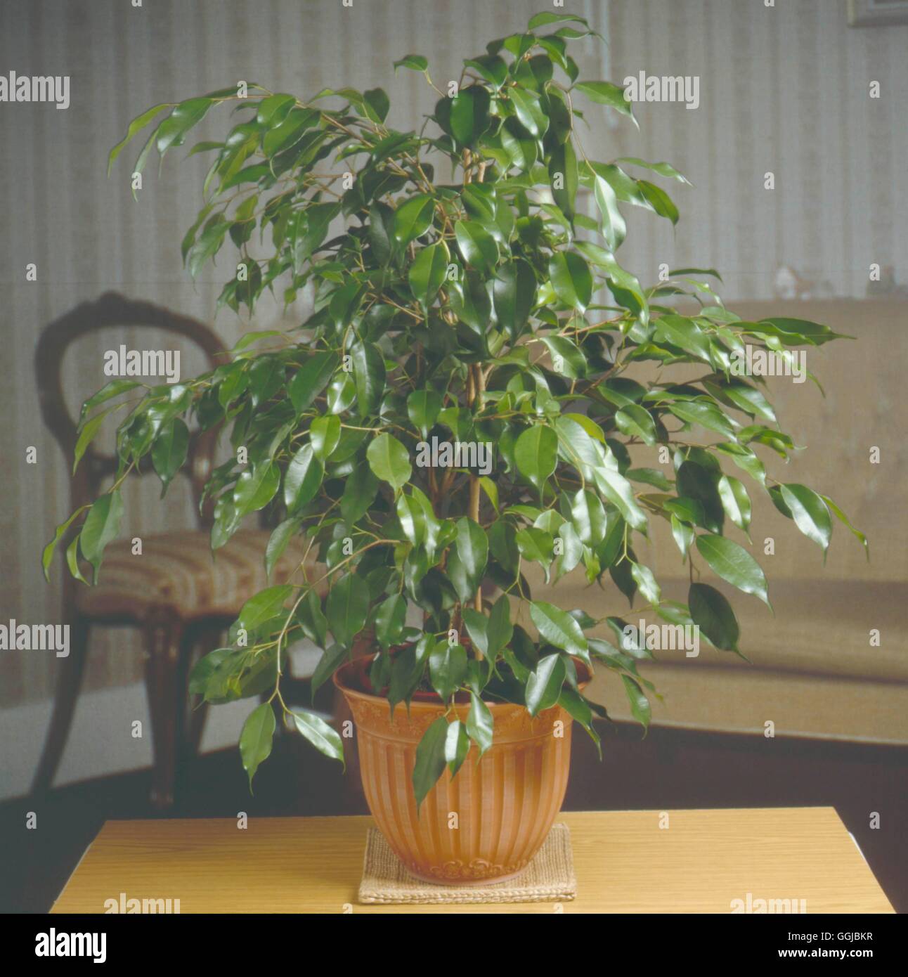 Ficus benjamina HPS052902 Stock Photo - Alamy
