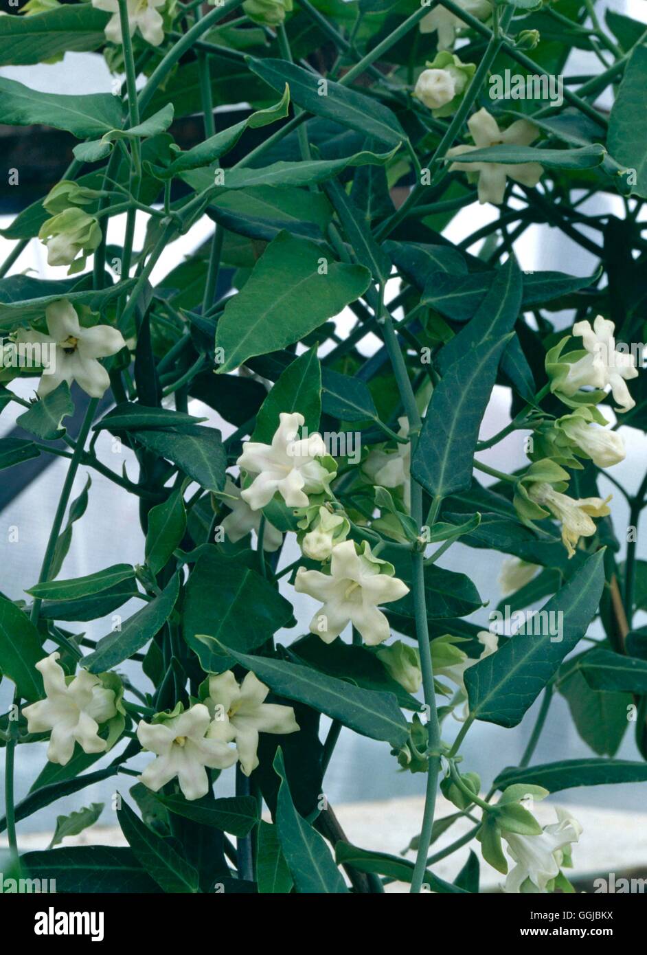 White bladder flower hi-res stock photography and images - Alamy