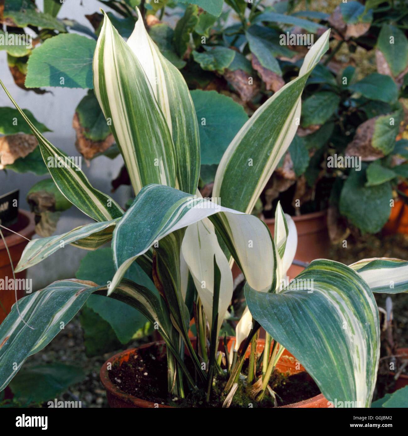 Aspidistra elatior variegata hi-res stock photography and images - Alamy