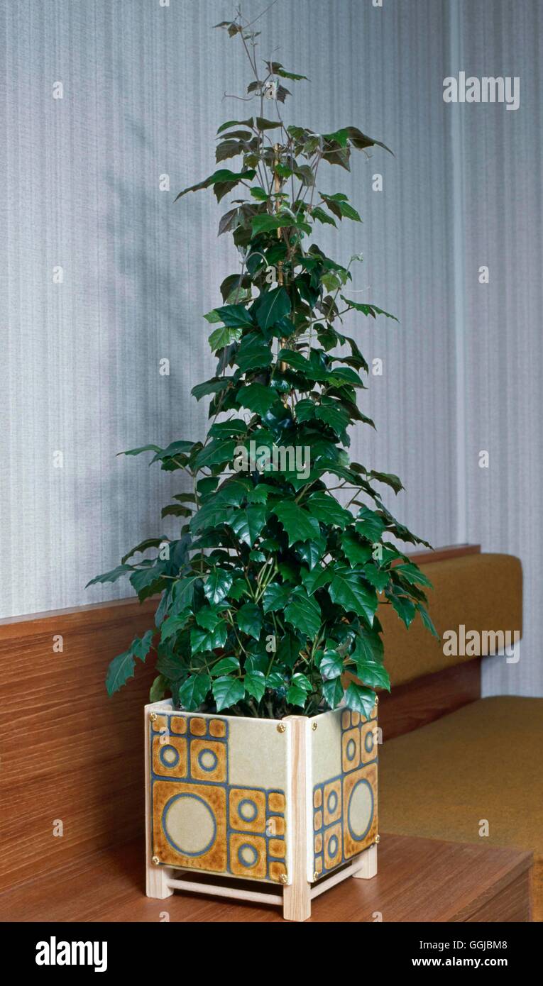 Vine cissus hi-res stock photography and images - Alamy