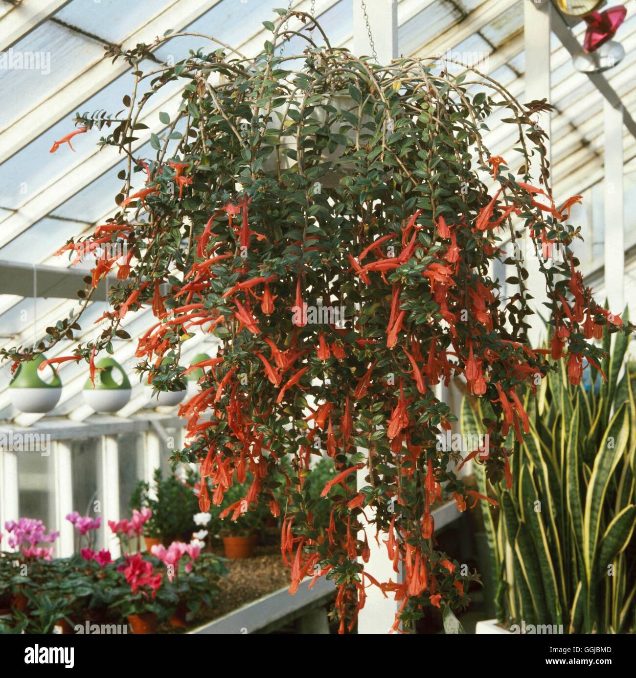 Columnea hi-res stock photography and images - Alamy
