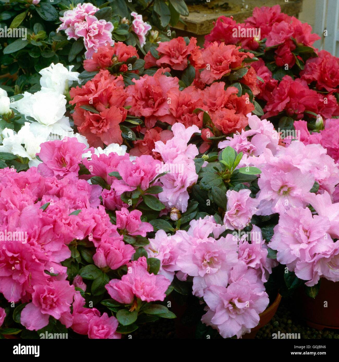 Azalea - mixed HPS054045 Stock Photo - Alamy