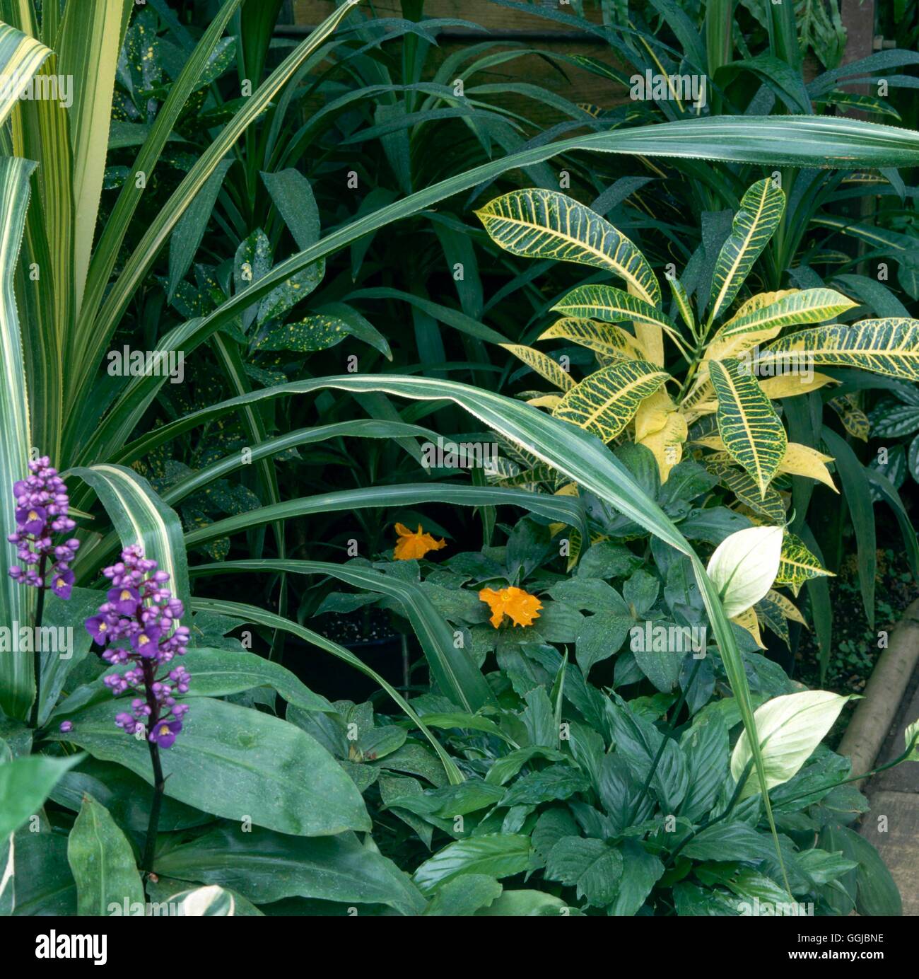 Mixedhouseplants hi-res stock photography and images - Alamy