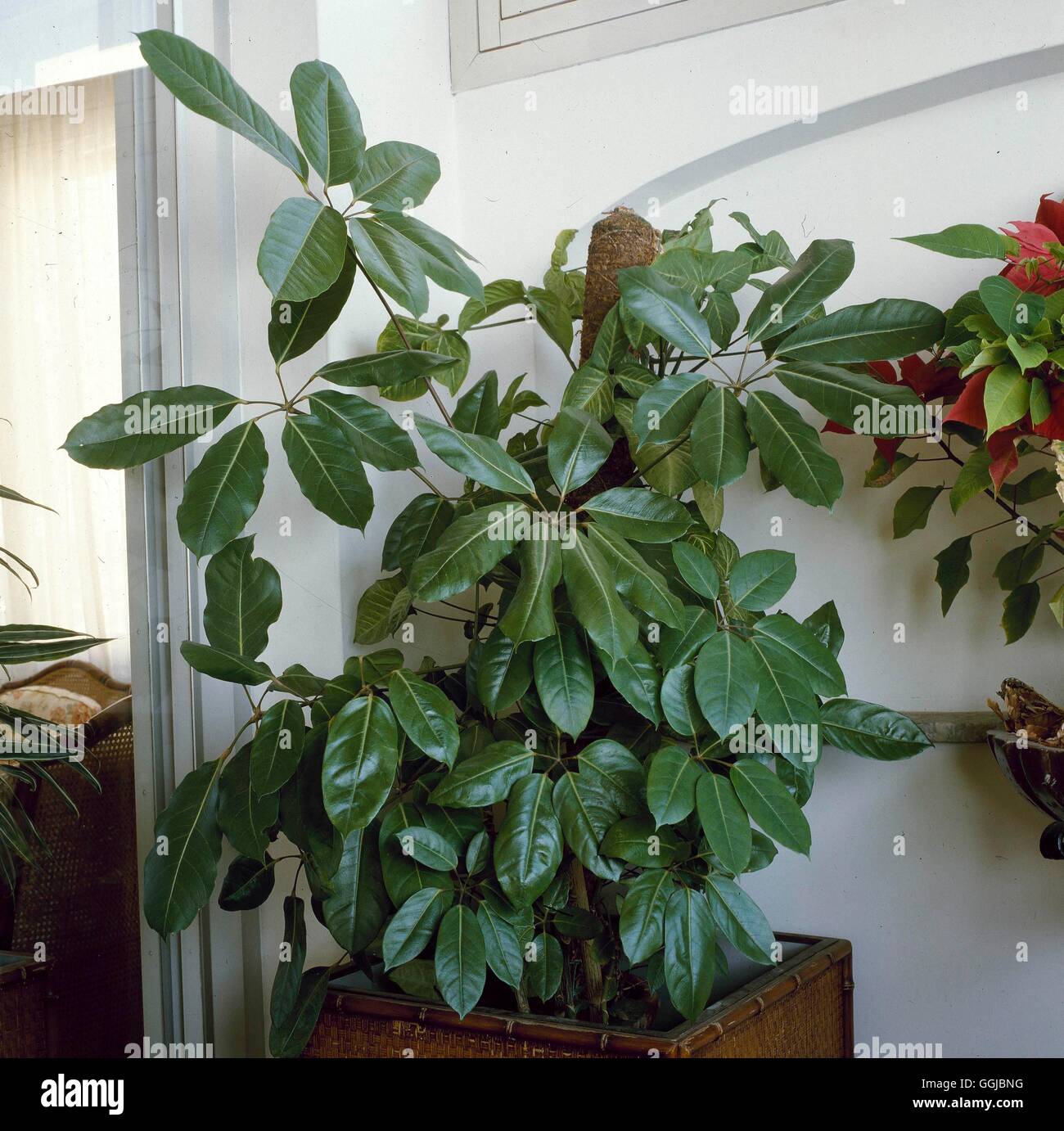 Brassaia Actinophylla