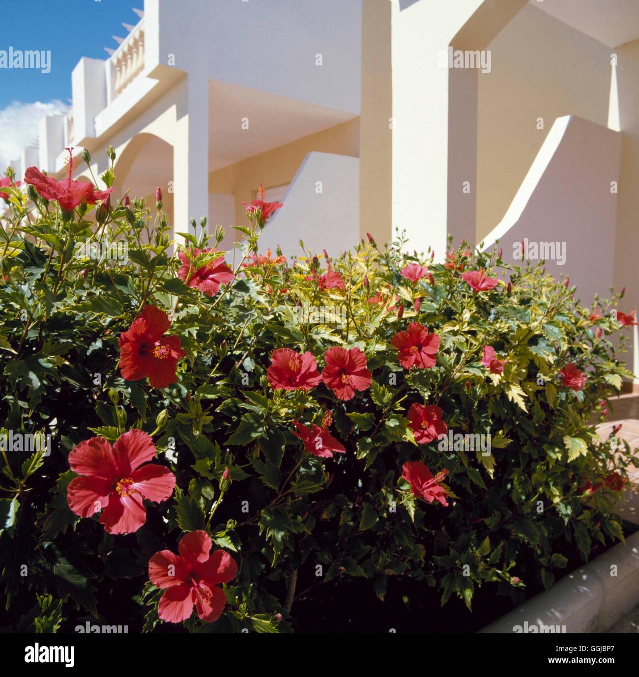 Hibiscusrosa sinensis hi-res stock photography and images - Alamy