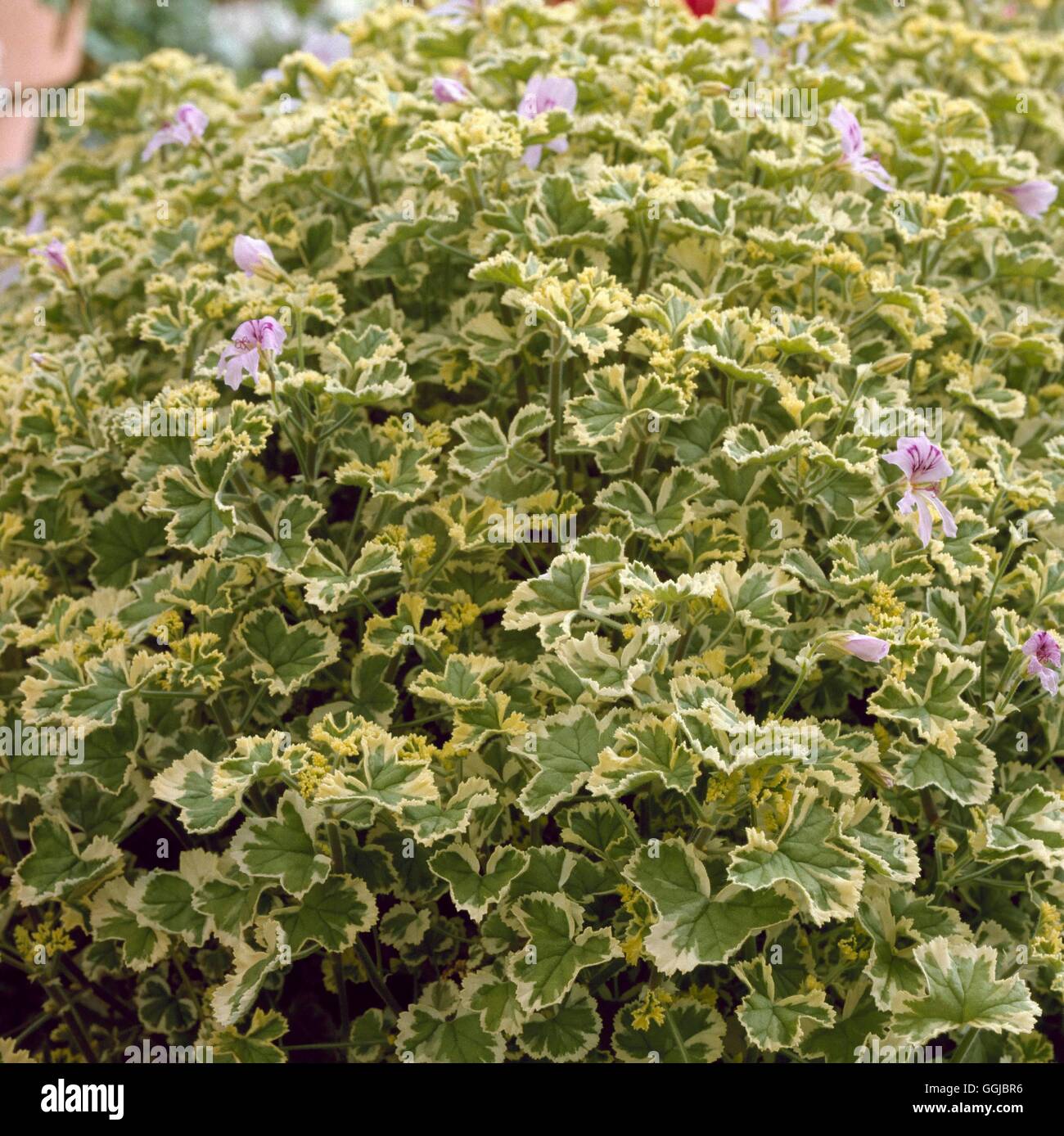 Pelargoniumgeranium hi-res stock photography and images - Alamy