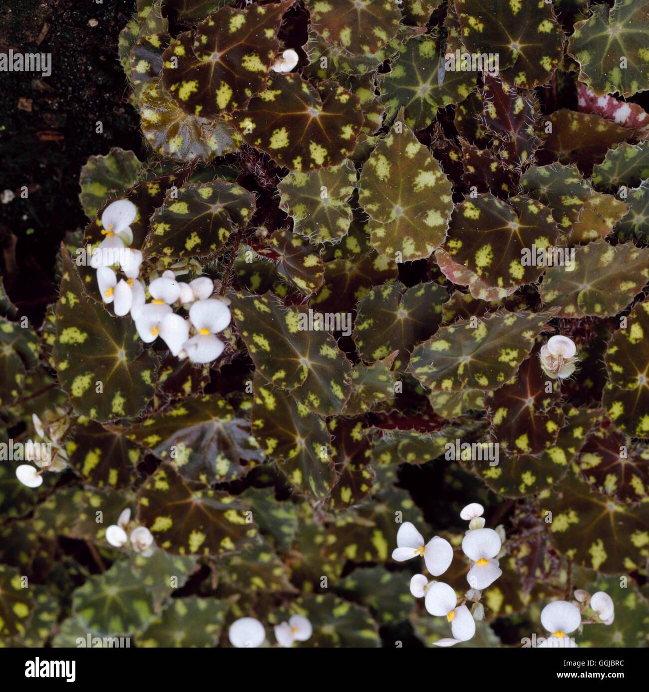 Begonia bowerae hi-res stock photography and images - Alamy