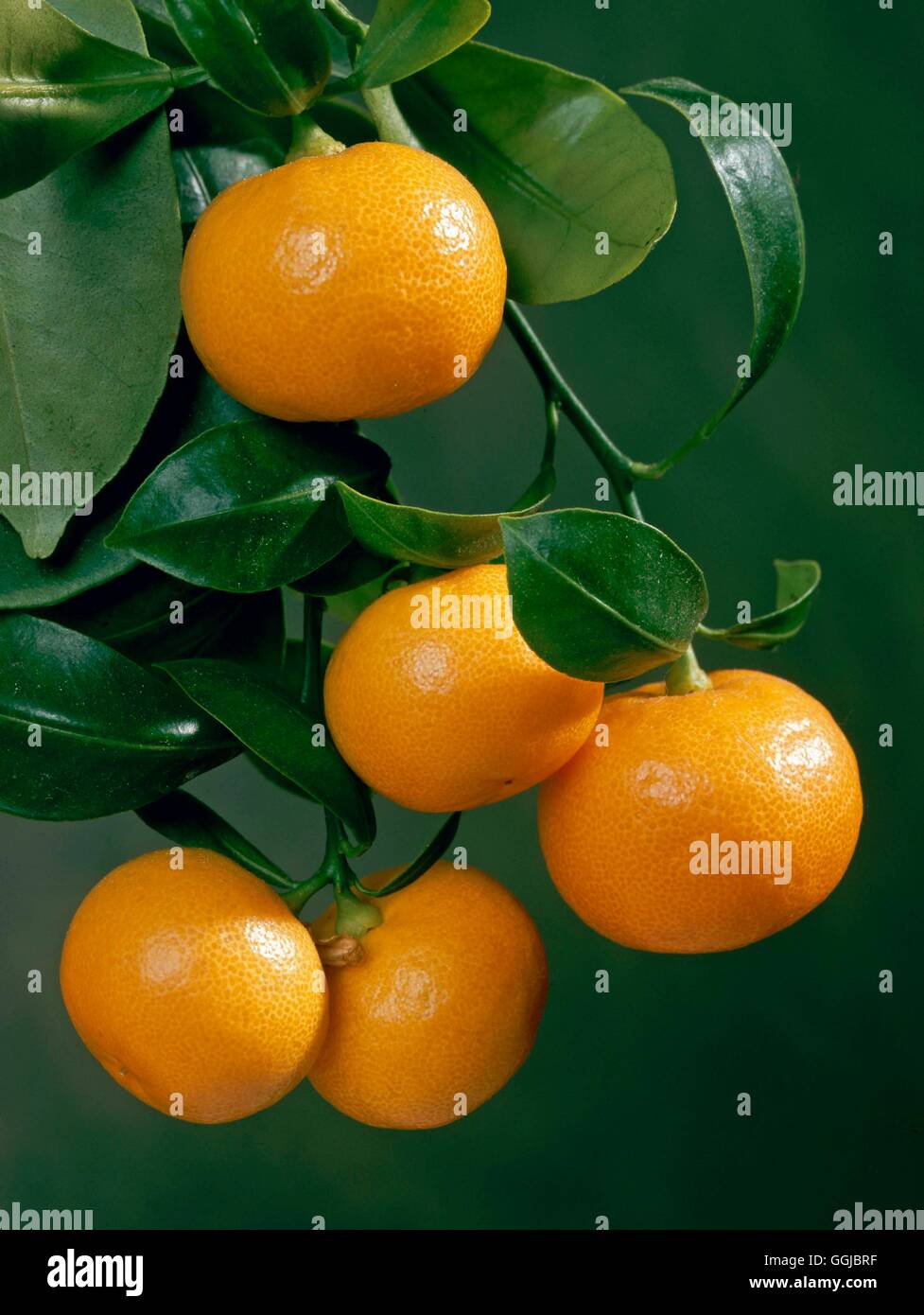 X citrofortunella microcarpa or x c mitis hi-res stock photography and ...