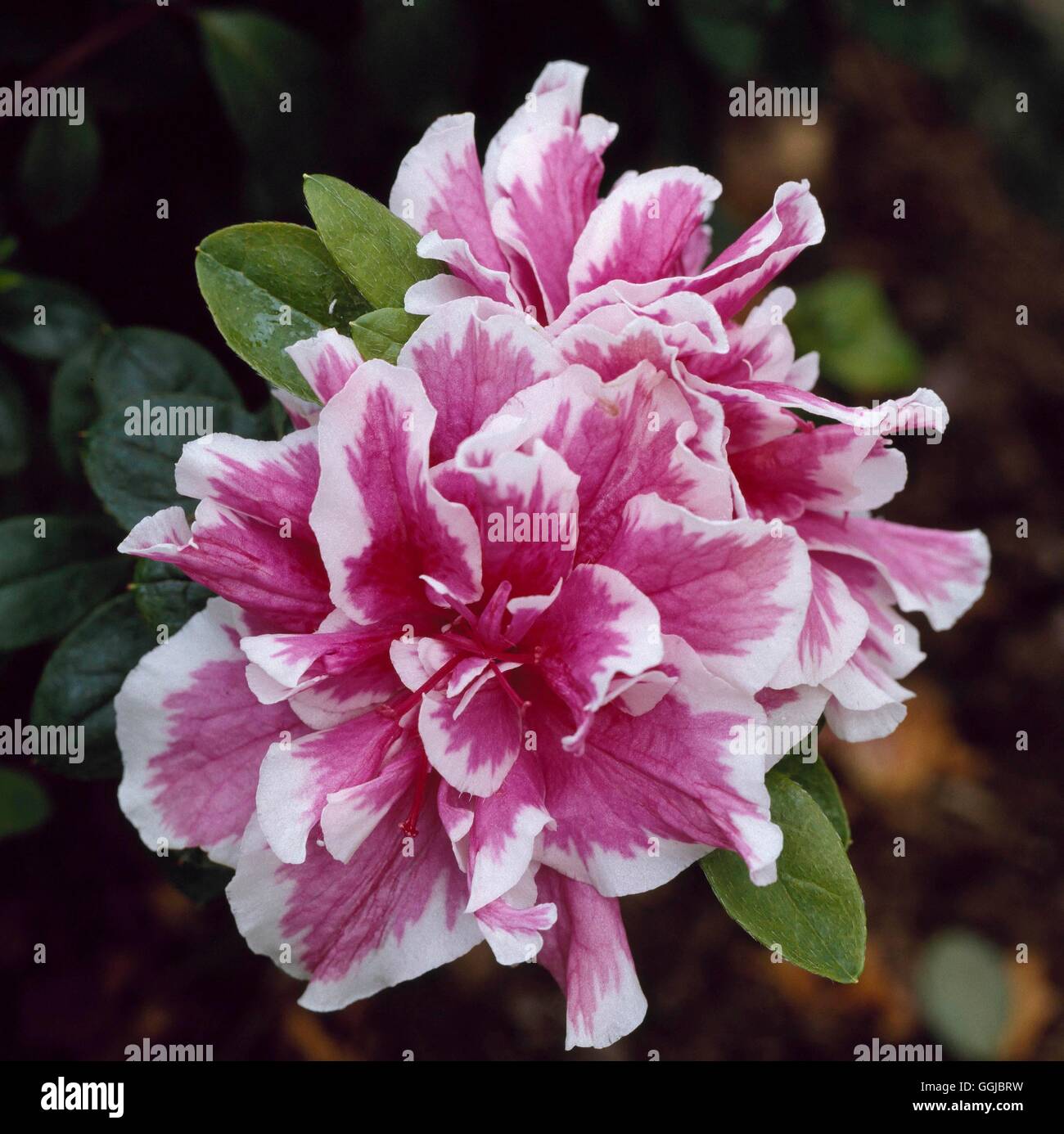 Azalea - `Inga' HPS078858 Stock Photo - Alamy