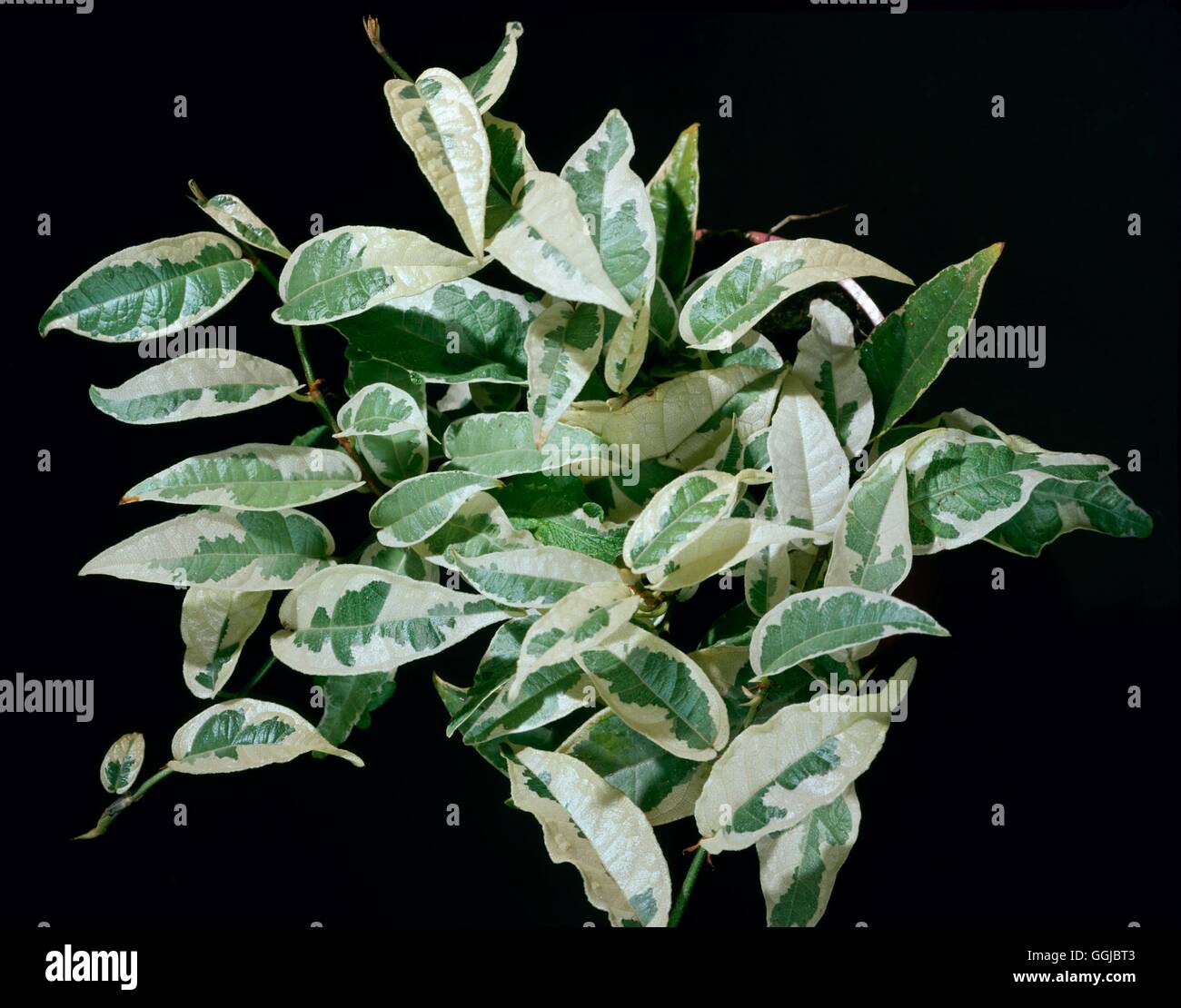 Ficus sagittata - `Variegata' HPS079802 Stock Photo - Alamy