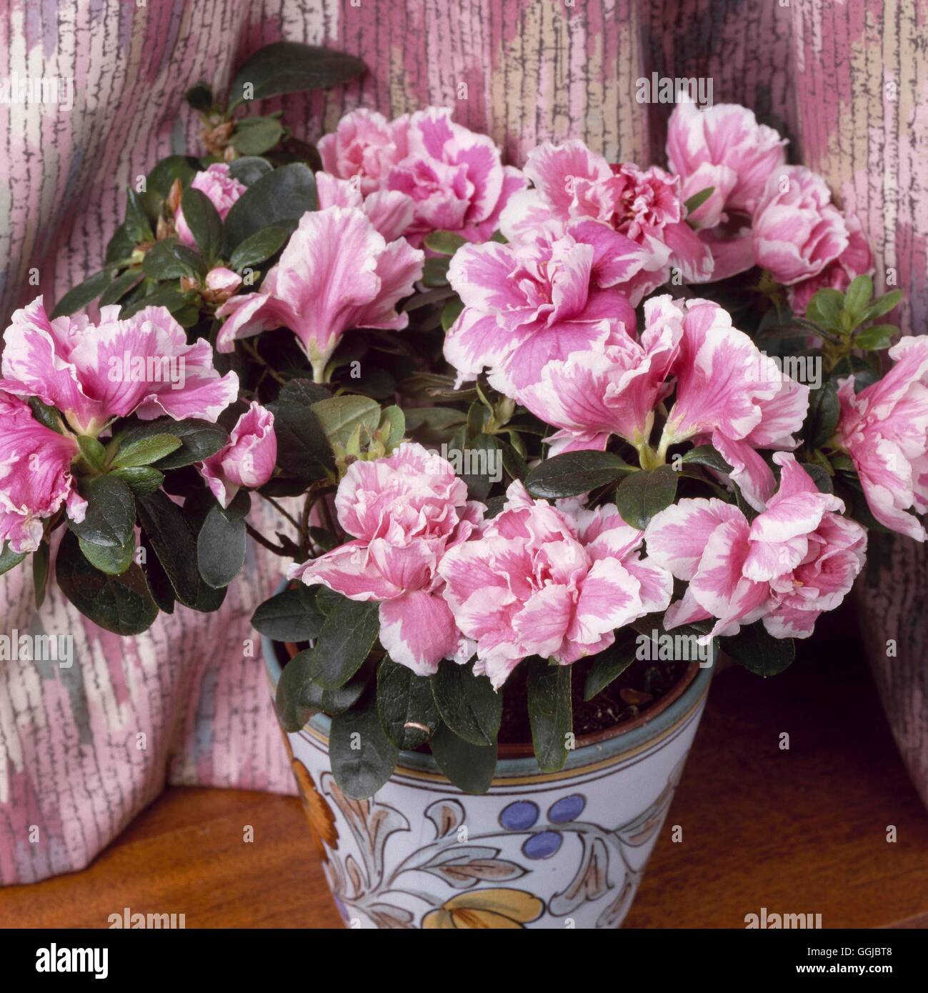 Bicolor azalea hi-res stock photography and images - Alamy