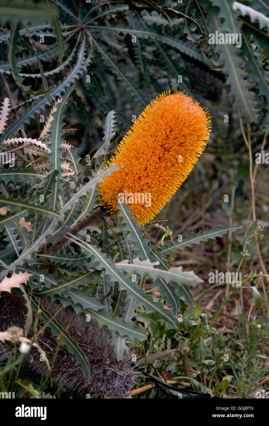 Banksia ashbyi - Ashby's Banksia HPS083205 Stock Photo - Alamy