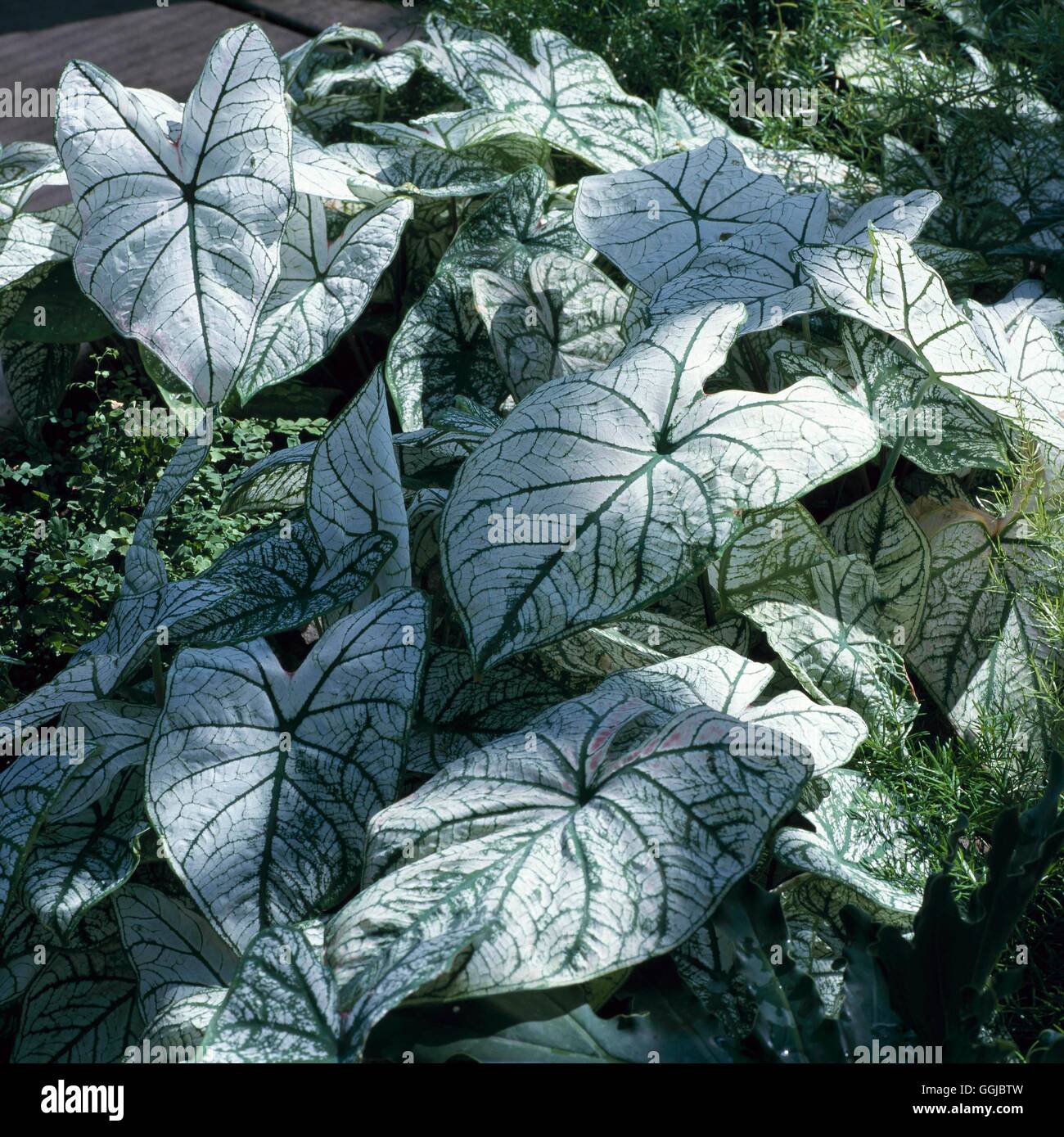 Caladium bicolor - 'Candidum' - Angel's Wings ""Elephant Ears ...