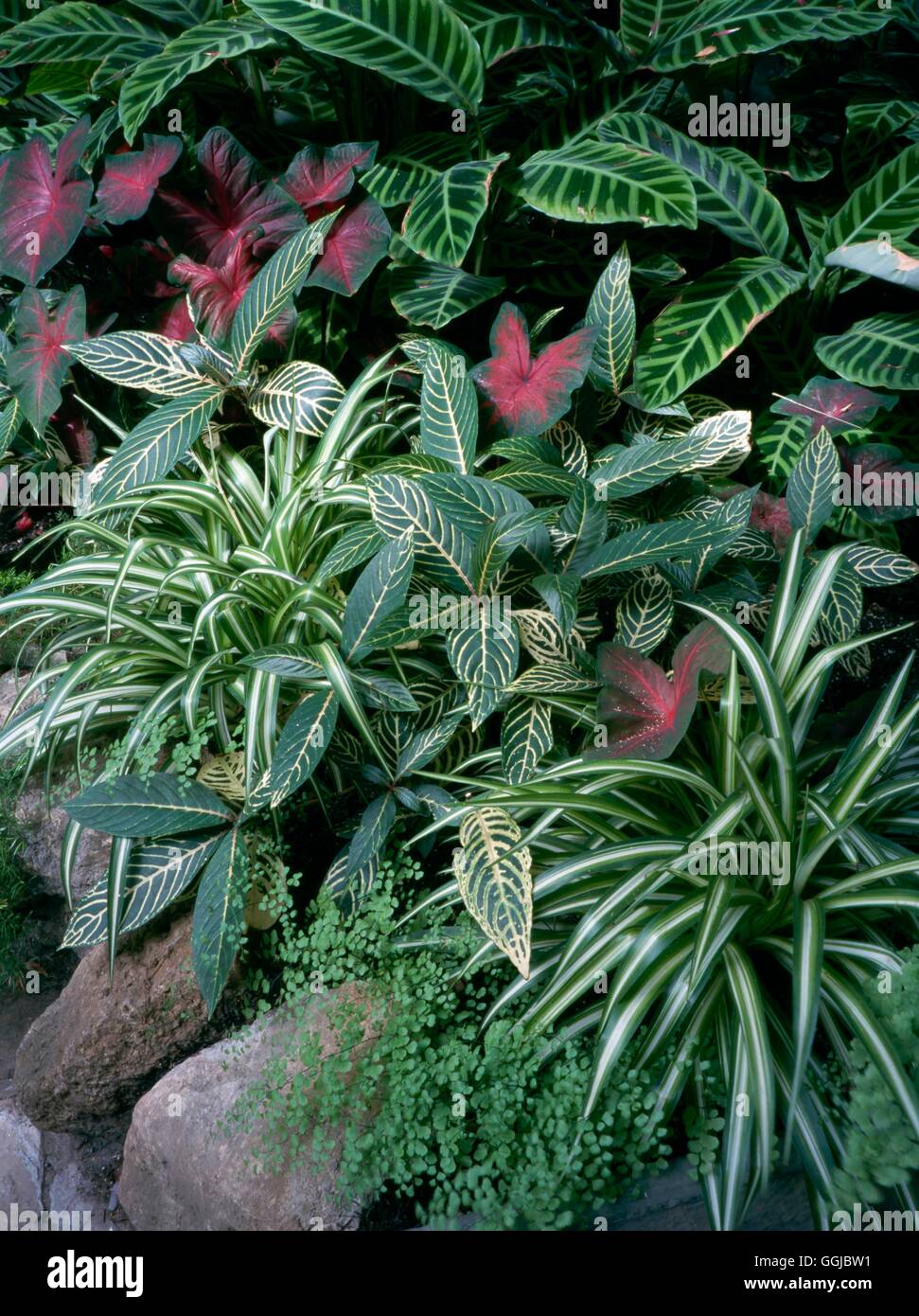 Houseplants - Mixed HPS085523 Stock Photo - Alamy