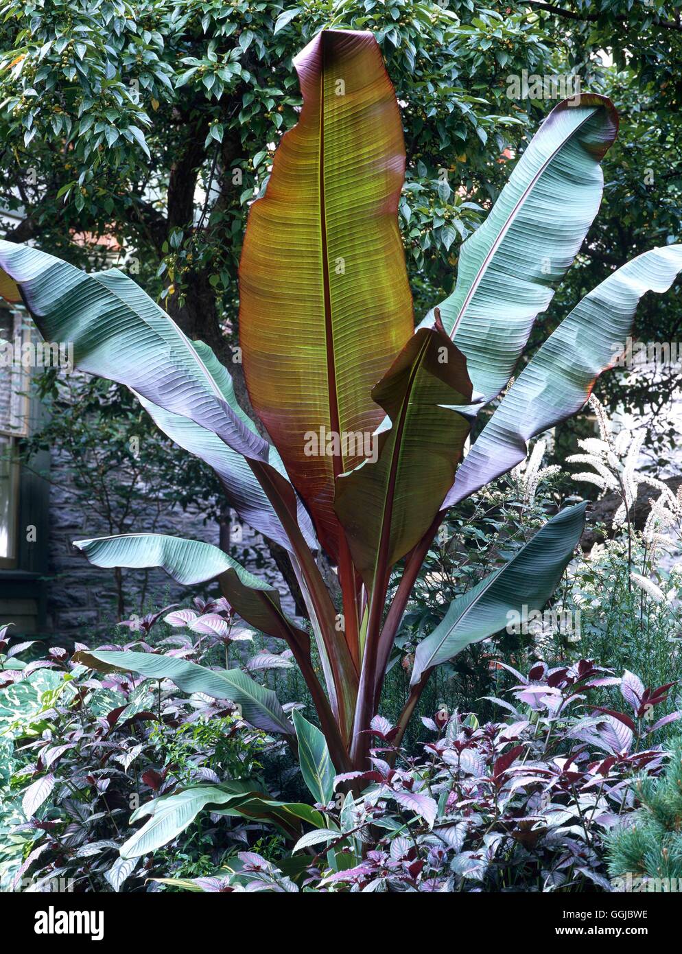 Ensete ventricosum ‘maurelii’ hi-res stock photography and images - Alamy