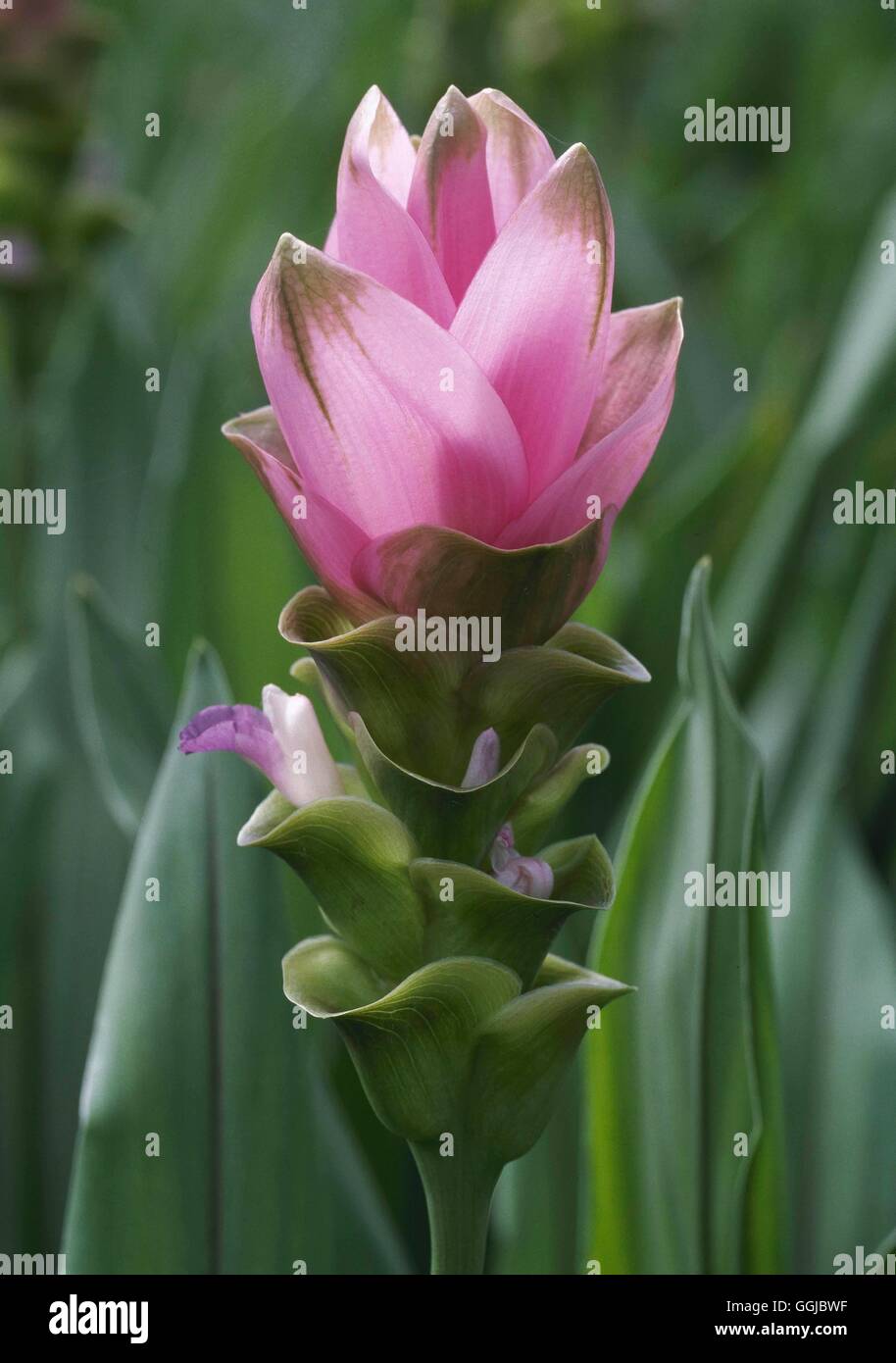 Curcuma alismatifolia - pink HPS091725 Stock Photo - Alamy