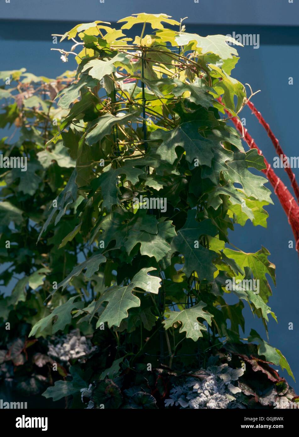 Capensis hi-res stock photography and images - Alamy