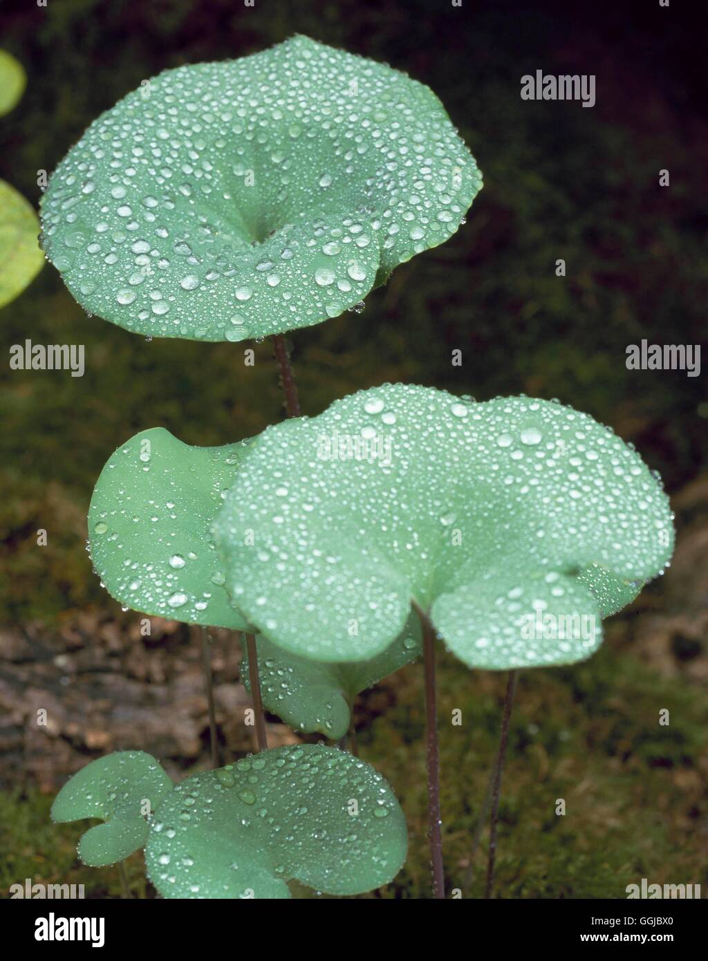 Carnivorous Plants - Utricularia reniformis Bladderwort HPS094773 ...