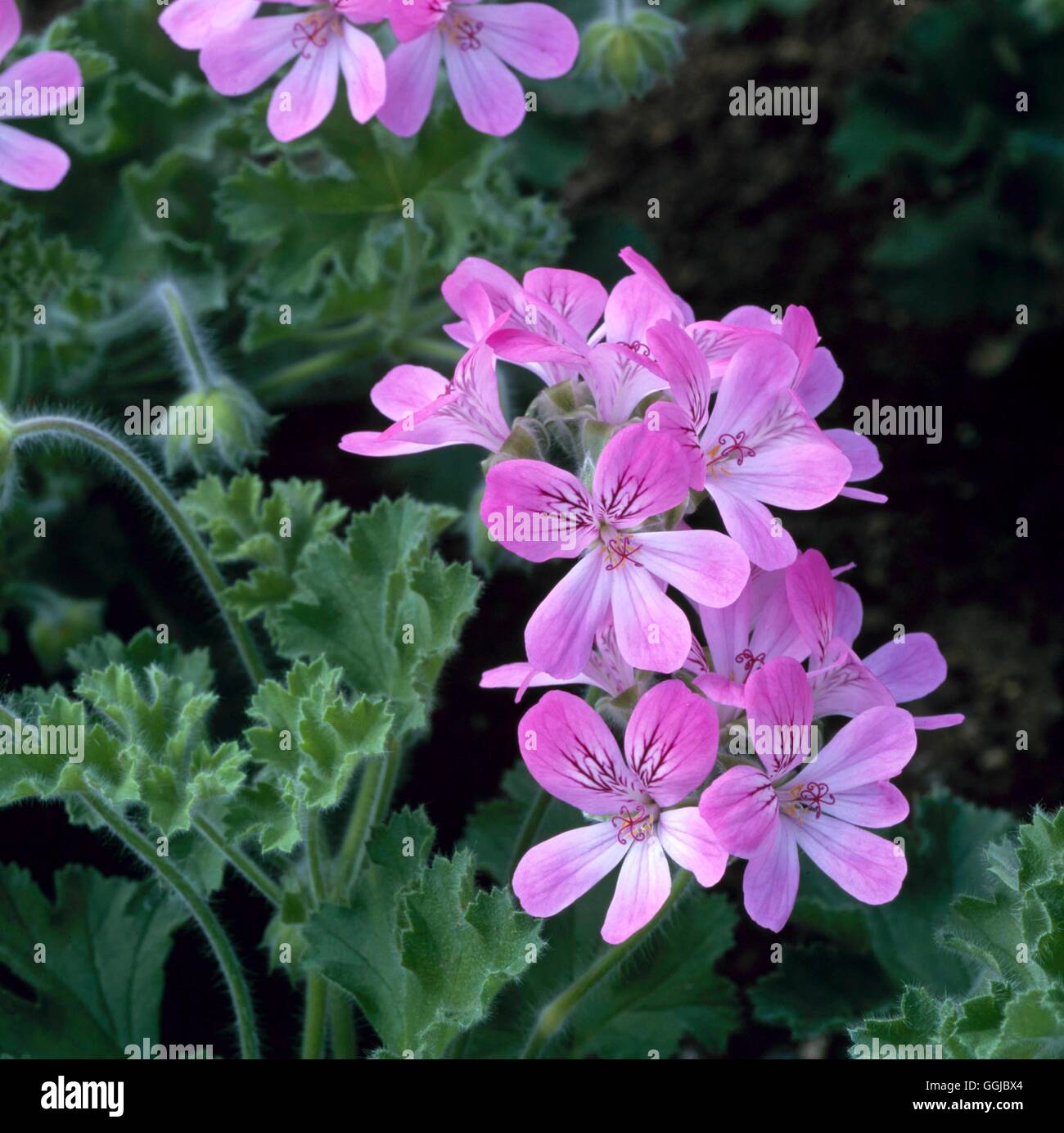 Pinkcapricorn hi-res stock photography and images - Alamy