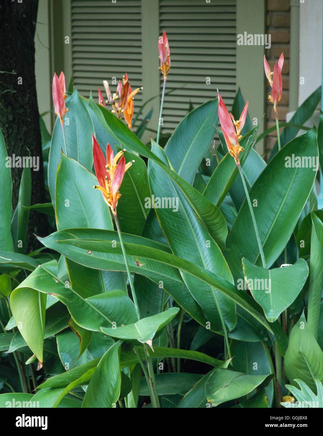 Heliconia psittacorum - 'Petra' HPS099892 Stock Photo - Alamy