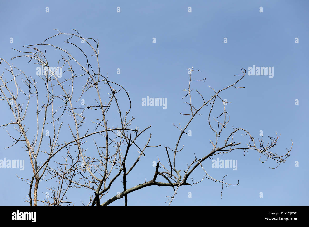 Dead forests hi-res stock photography and images - Alamy Dead forests hi-res stock photography and images - Alamy