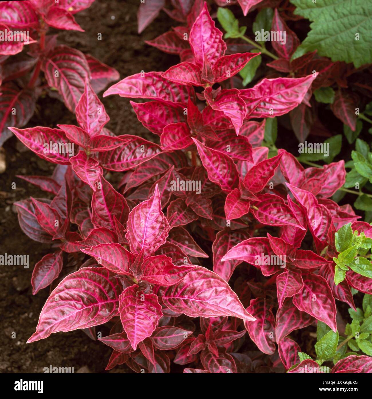 Iresine herbstii - `Brilliantissima' HPS103088 Stock Photo - Alamy