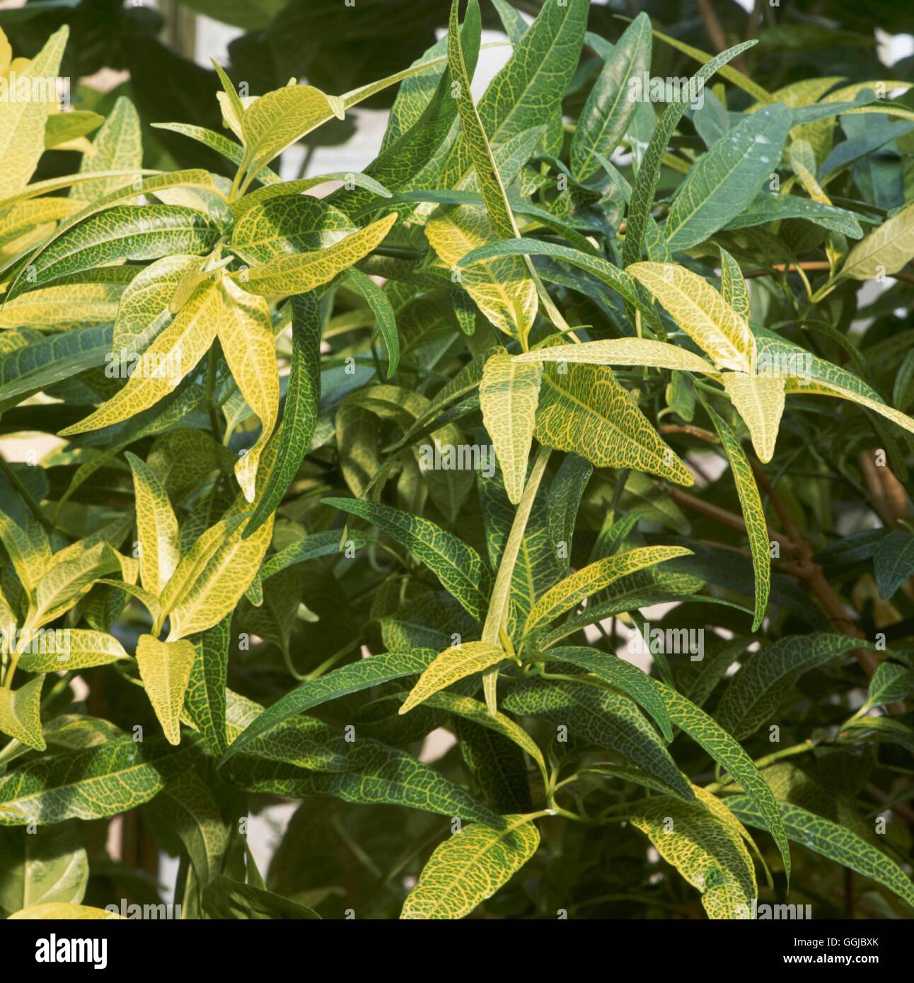 Pseuderanthemum reticulatum HPS105314 Stock Photo - Alamy