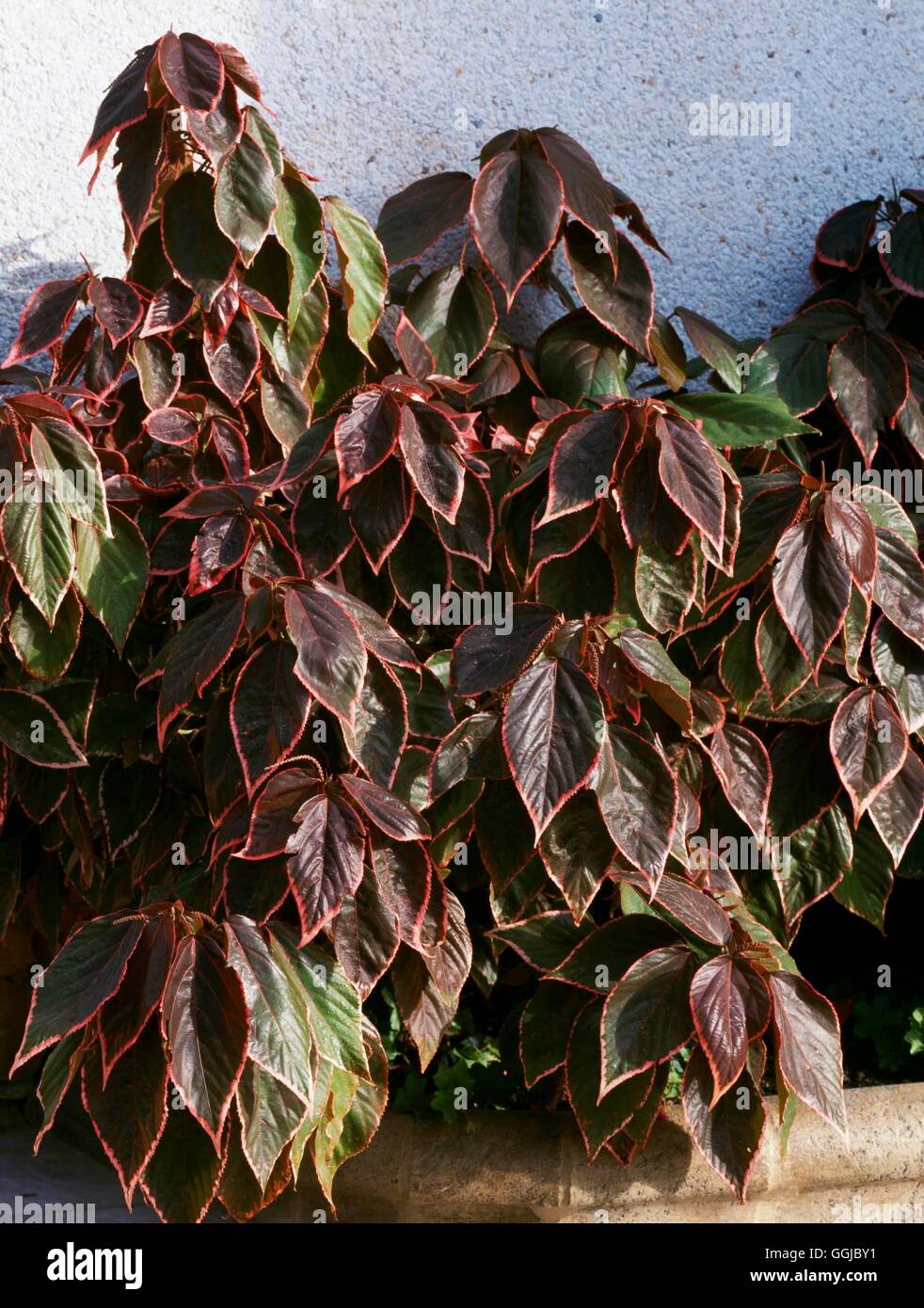 Acalypha marginata hi-res stock photography and images - Alamy