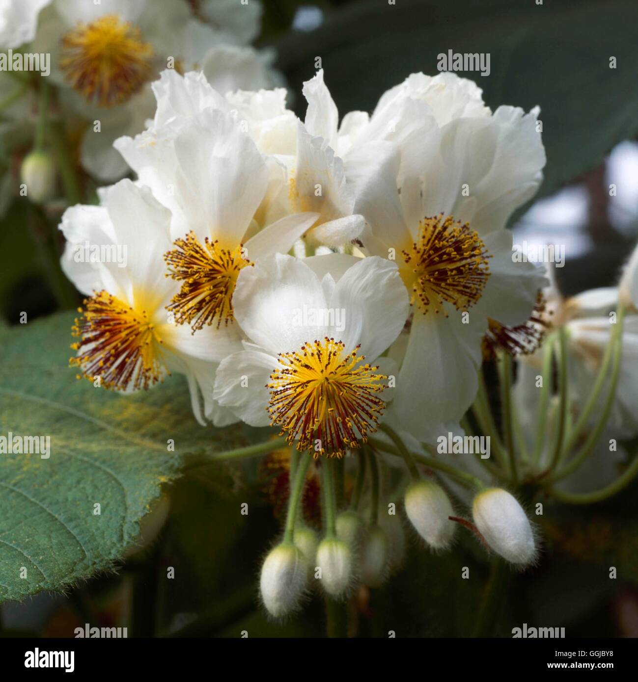 Sparmannia africana hi-res stock photography and images - Alamy