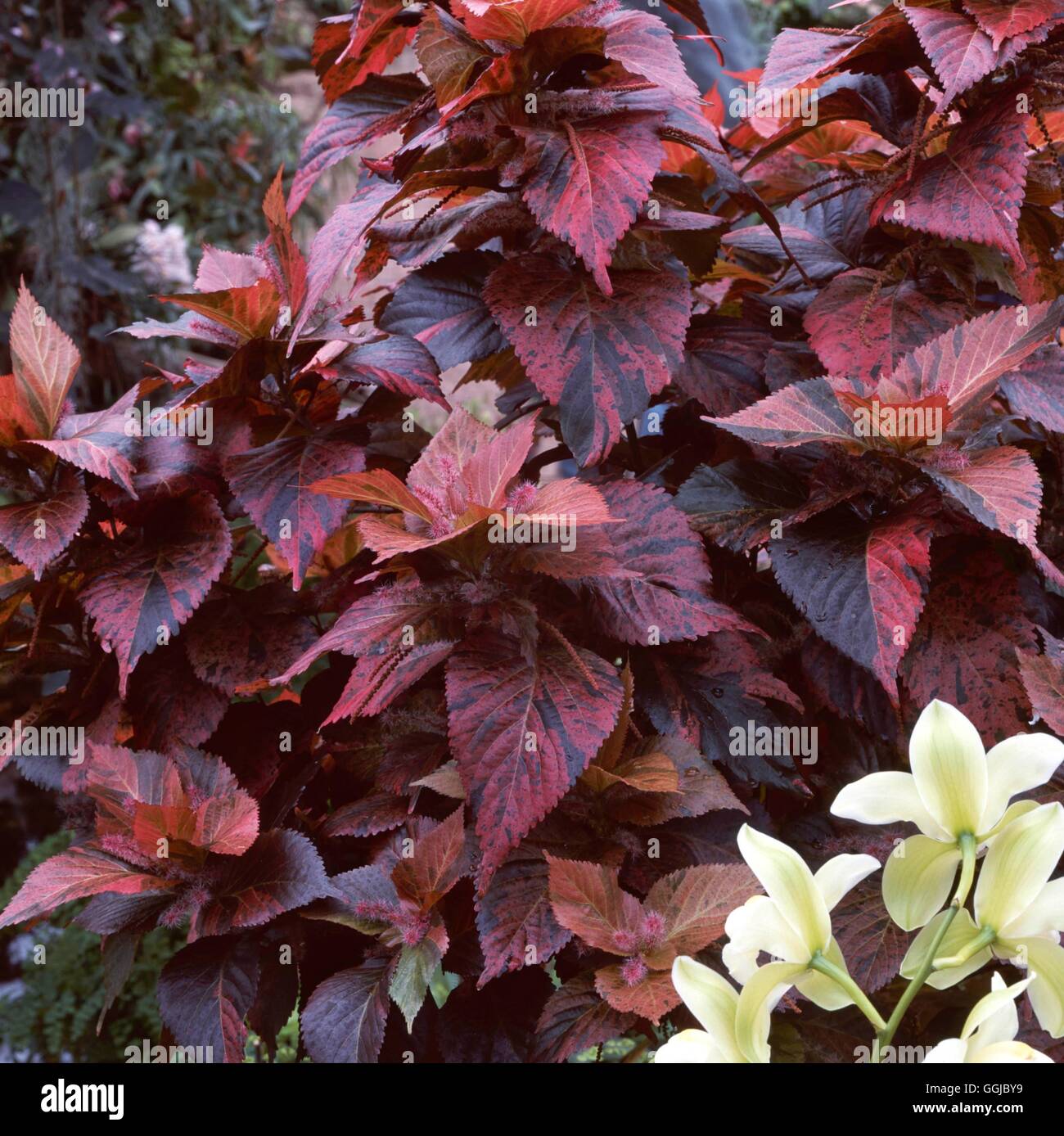 Acalypha wilkesiana hi-res stock photography and images - Alamy